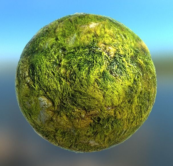 Green Seaweeds and Sand Texture Texture | CGTrader