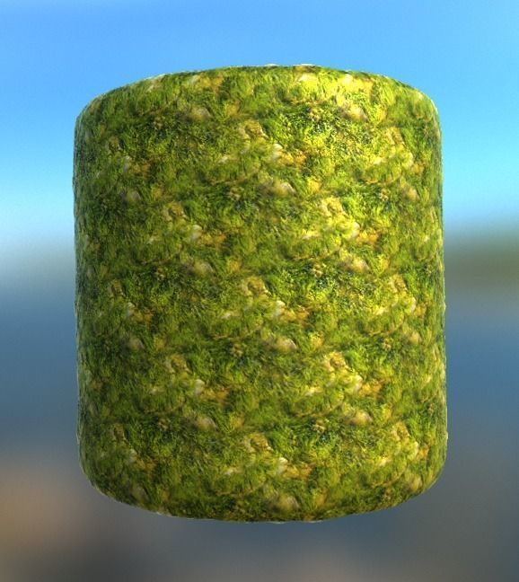 Green Seaweeds and Sand Texture Texture | CGTrader