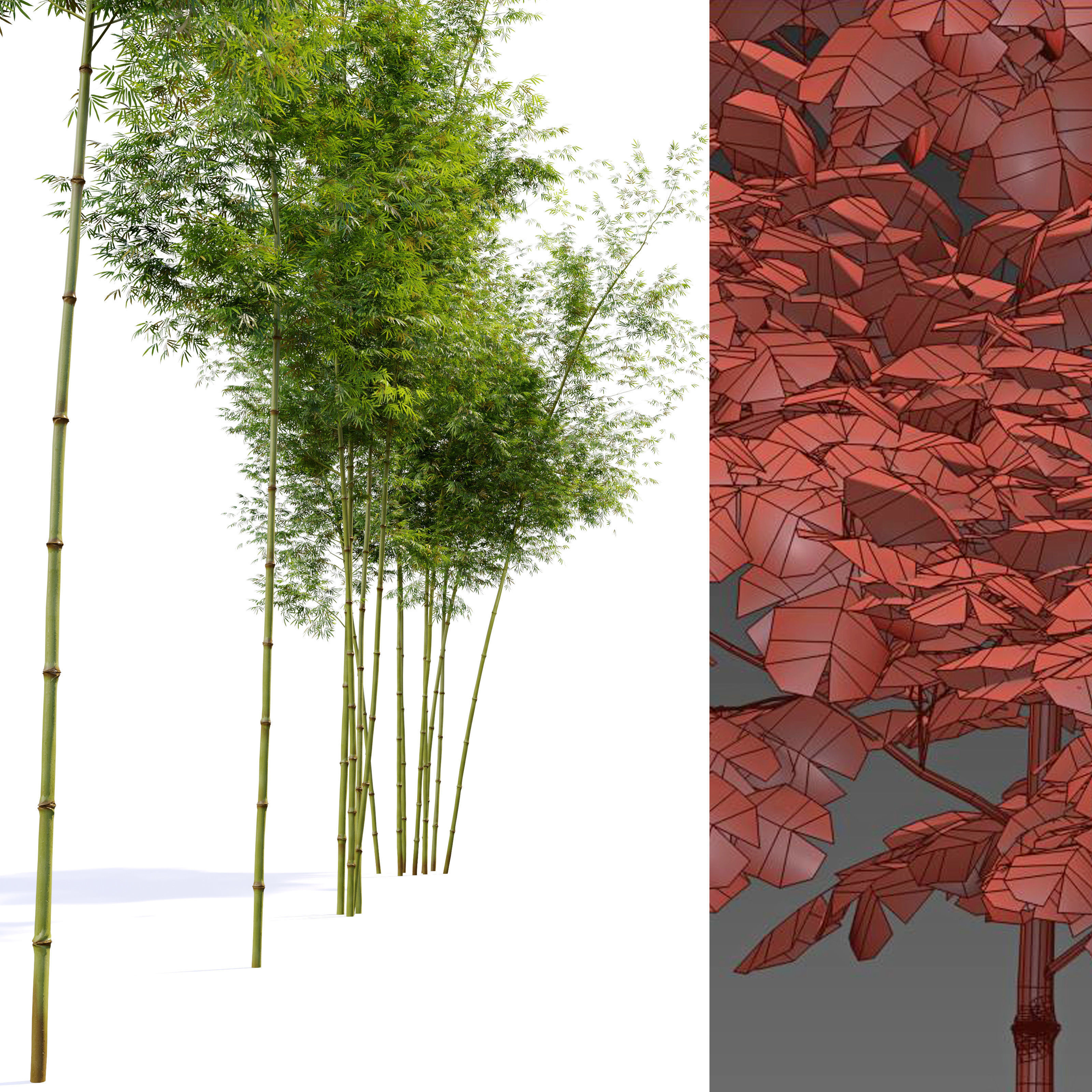 Four bamboo tree 3D model | CGTrader