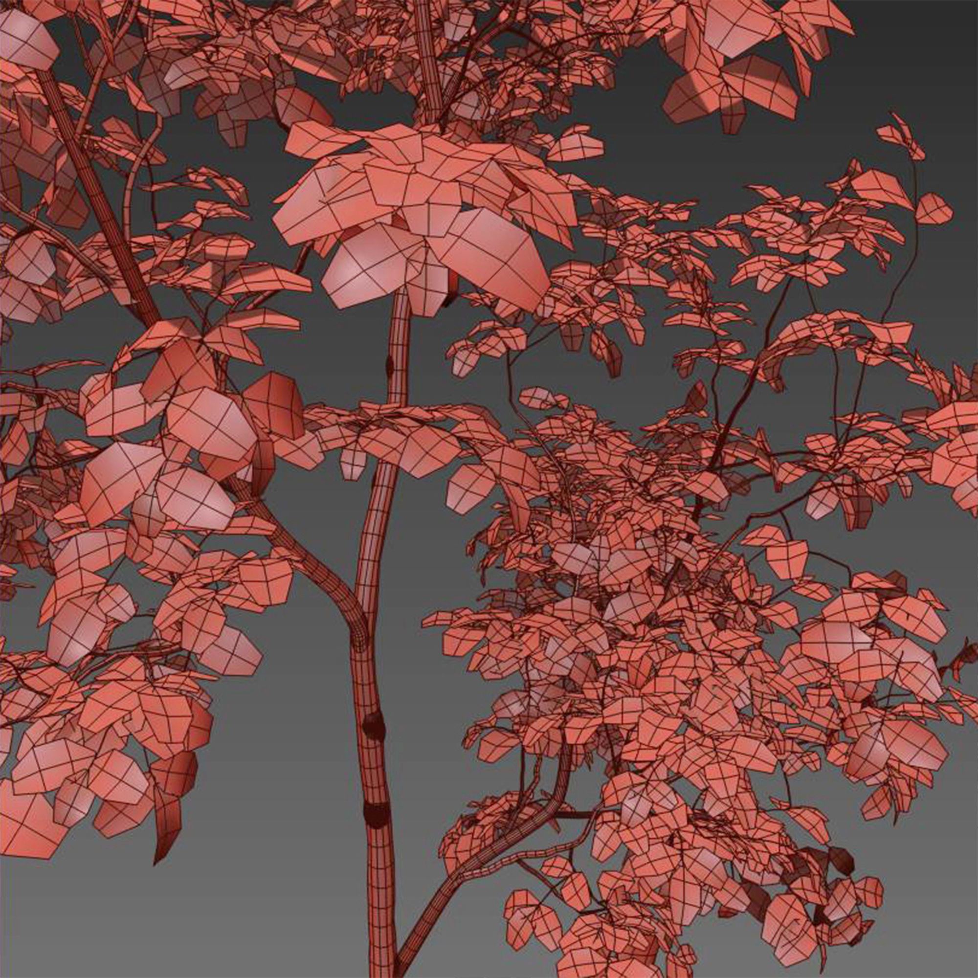 Oak sapling 3D model | CGTrader