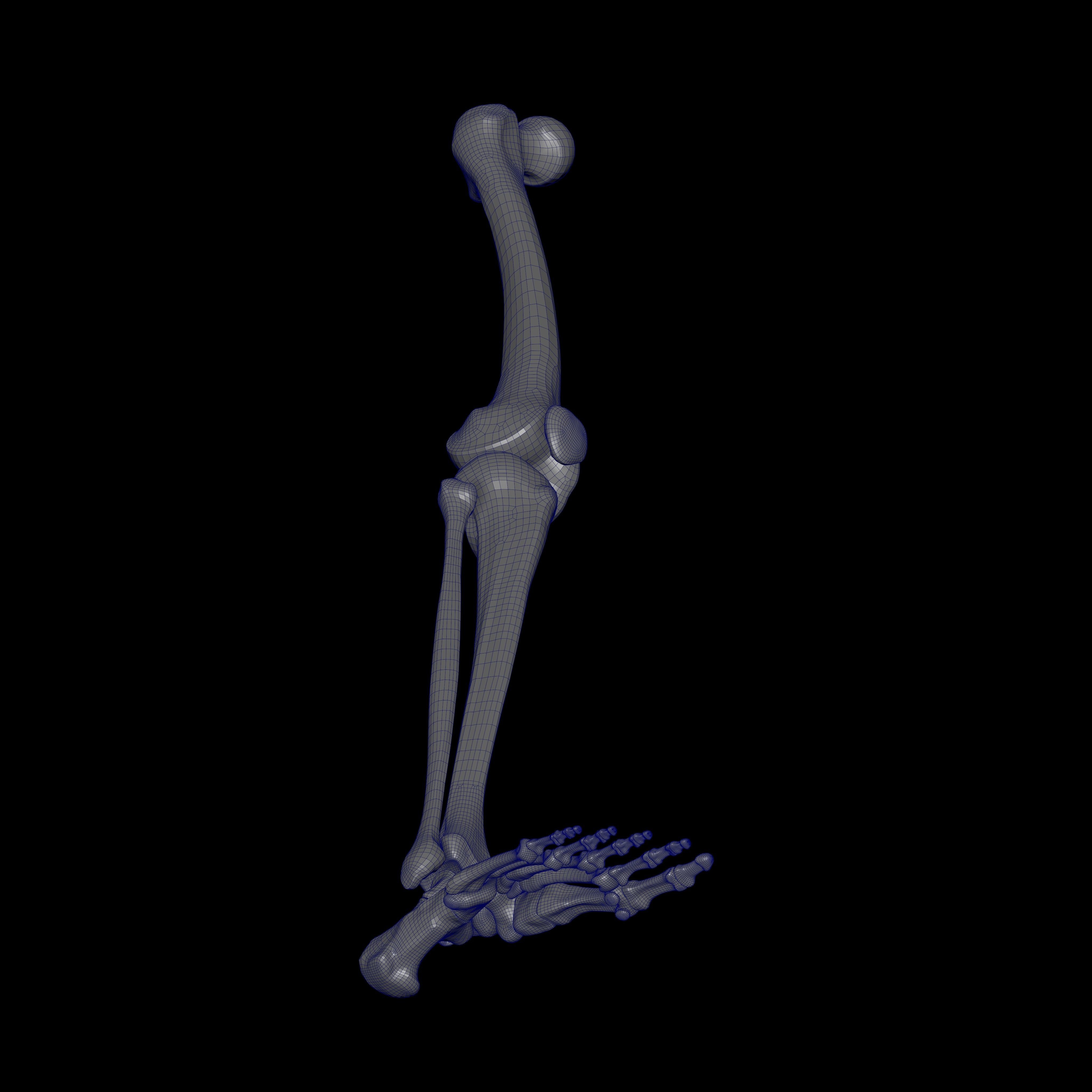 3D model Skeleton Leg - Leg Bones VR / AR / low-poly | CGTrader