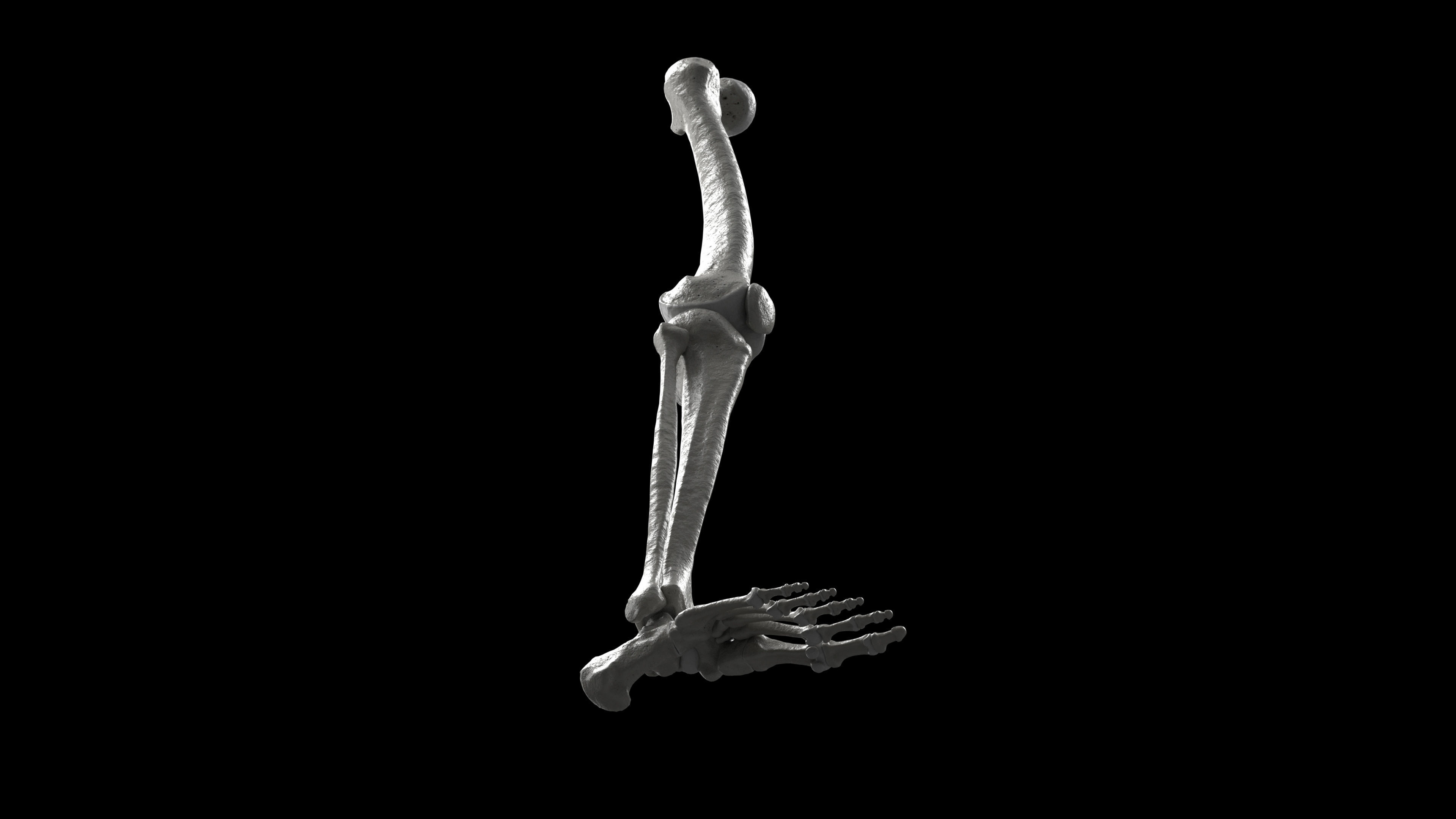 3D model Skeleton Leg - Leg Bones VR / AR / low-poly | CGTrader