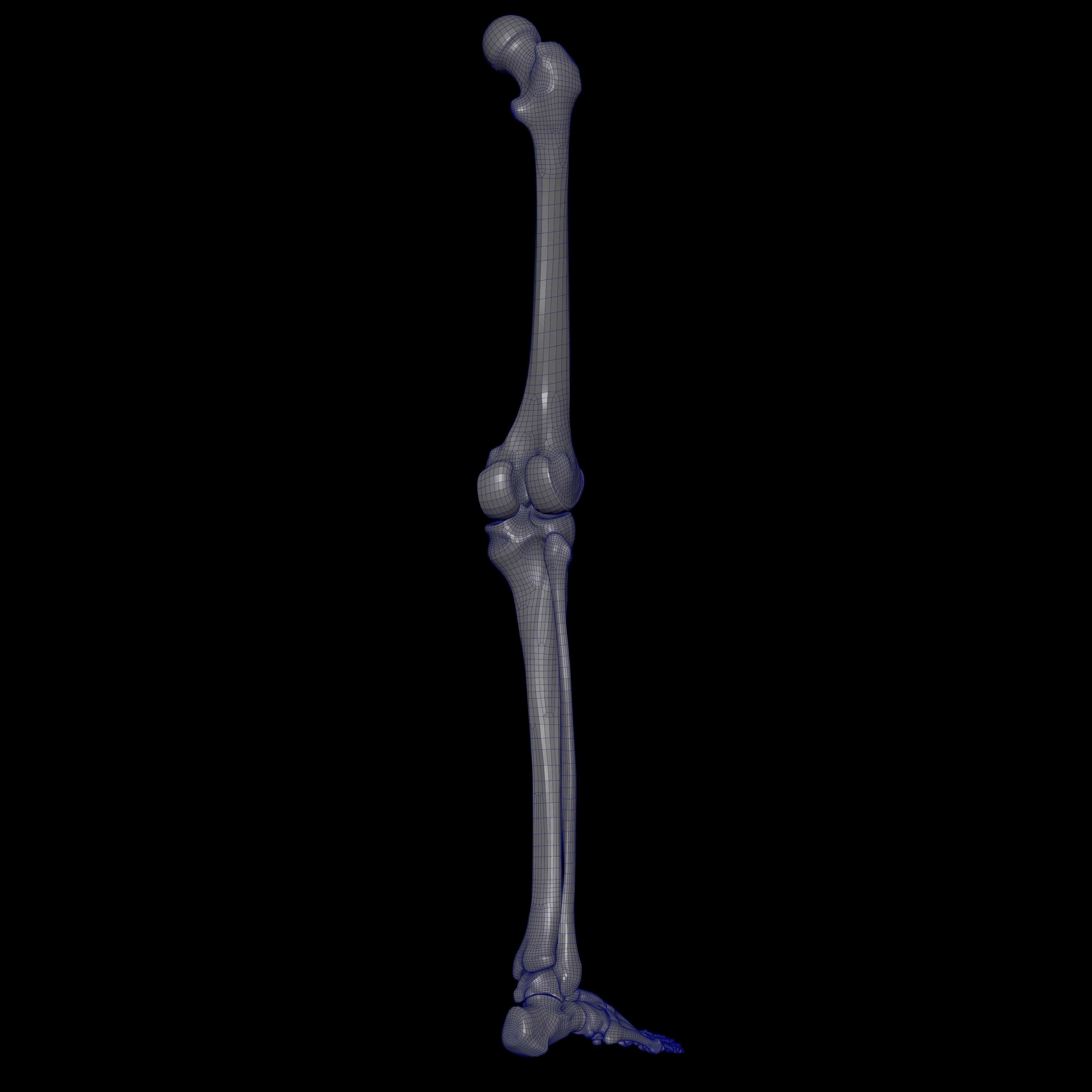 3D model Skeleton Leg - Leg Bones VR / AR / low-poly | CGTrader
