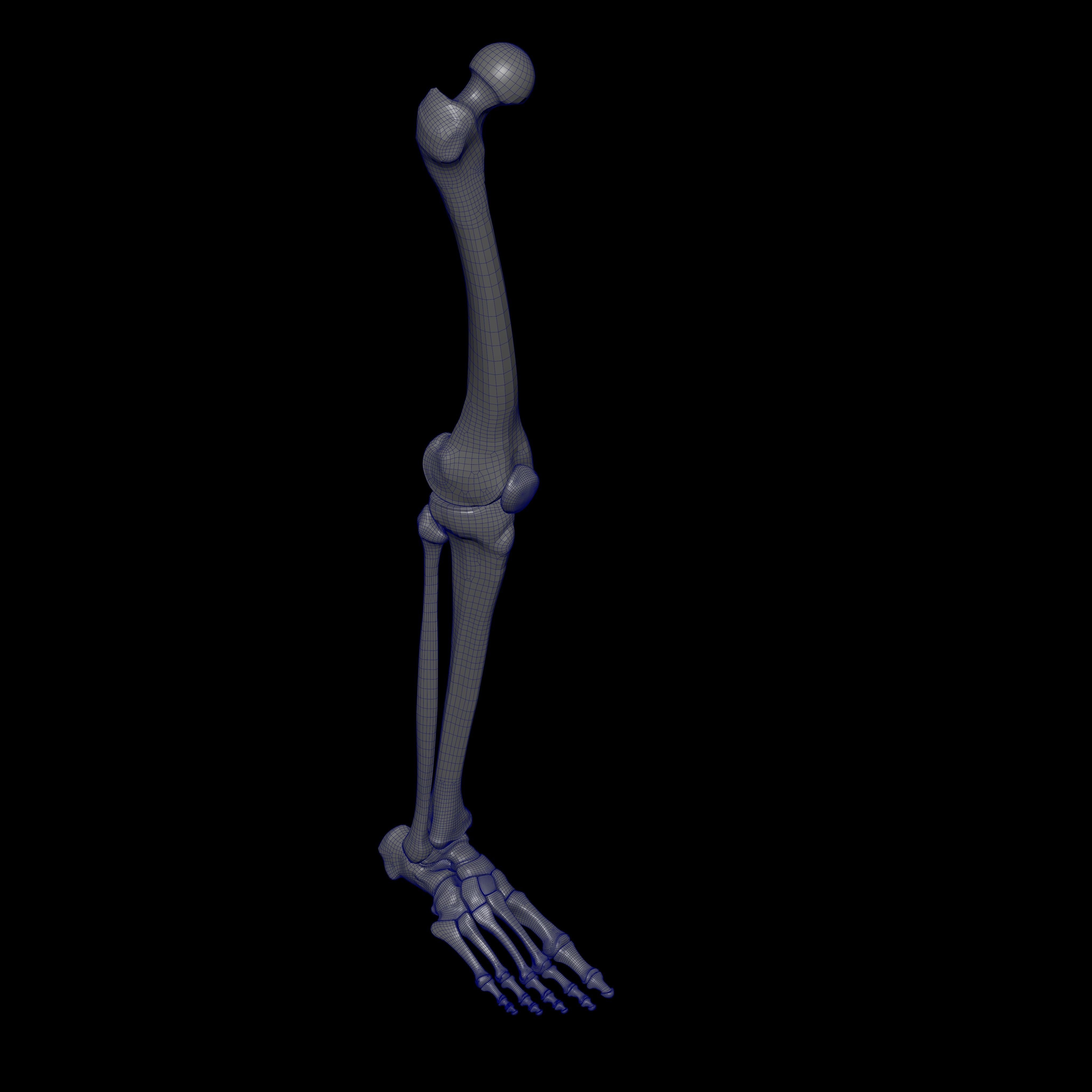 3D model Skeleton Leg - Leg Bones VR / AR / low-poly | CGTrader