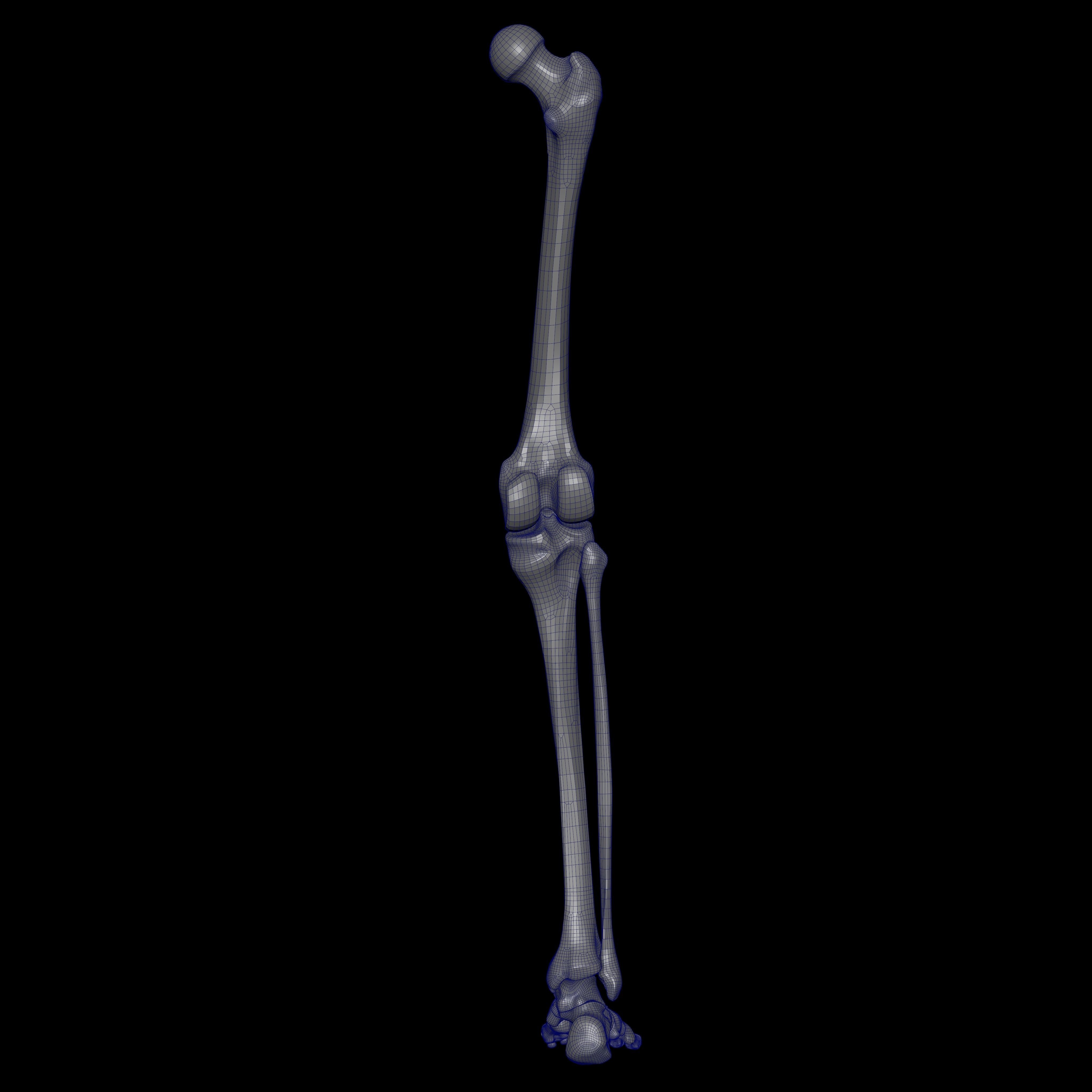 3D model Skeleton Leg - Leg Bones VR / AR / low-poly | CGTrader