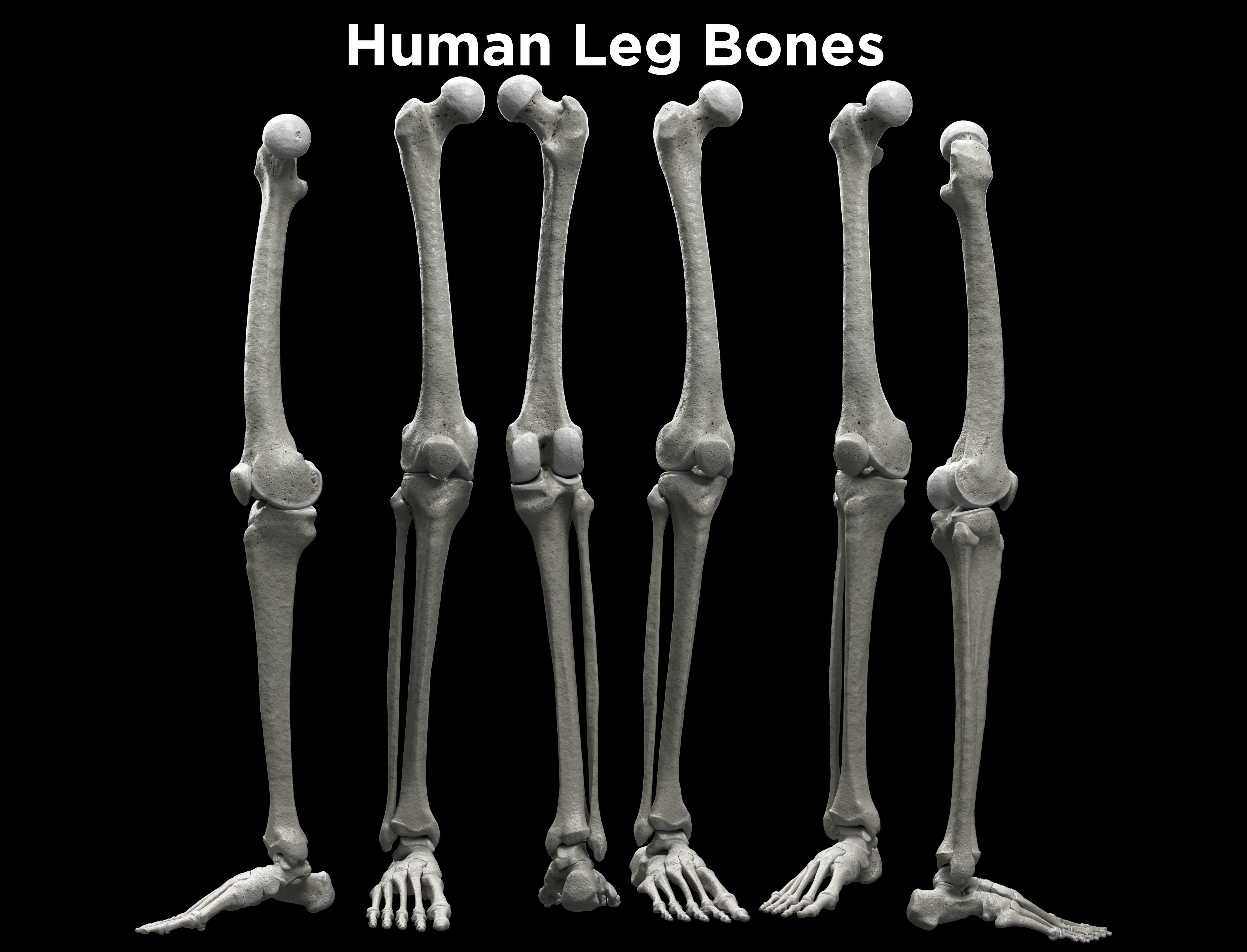 3D model Skeleton Leg - Leg Bones VR / AR / low-poly | CGTrader