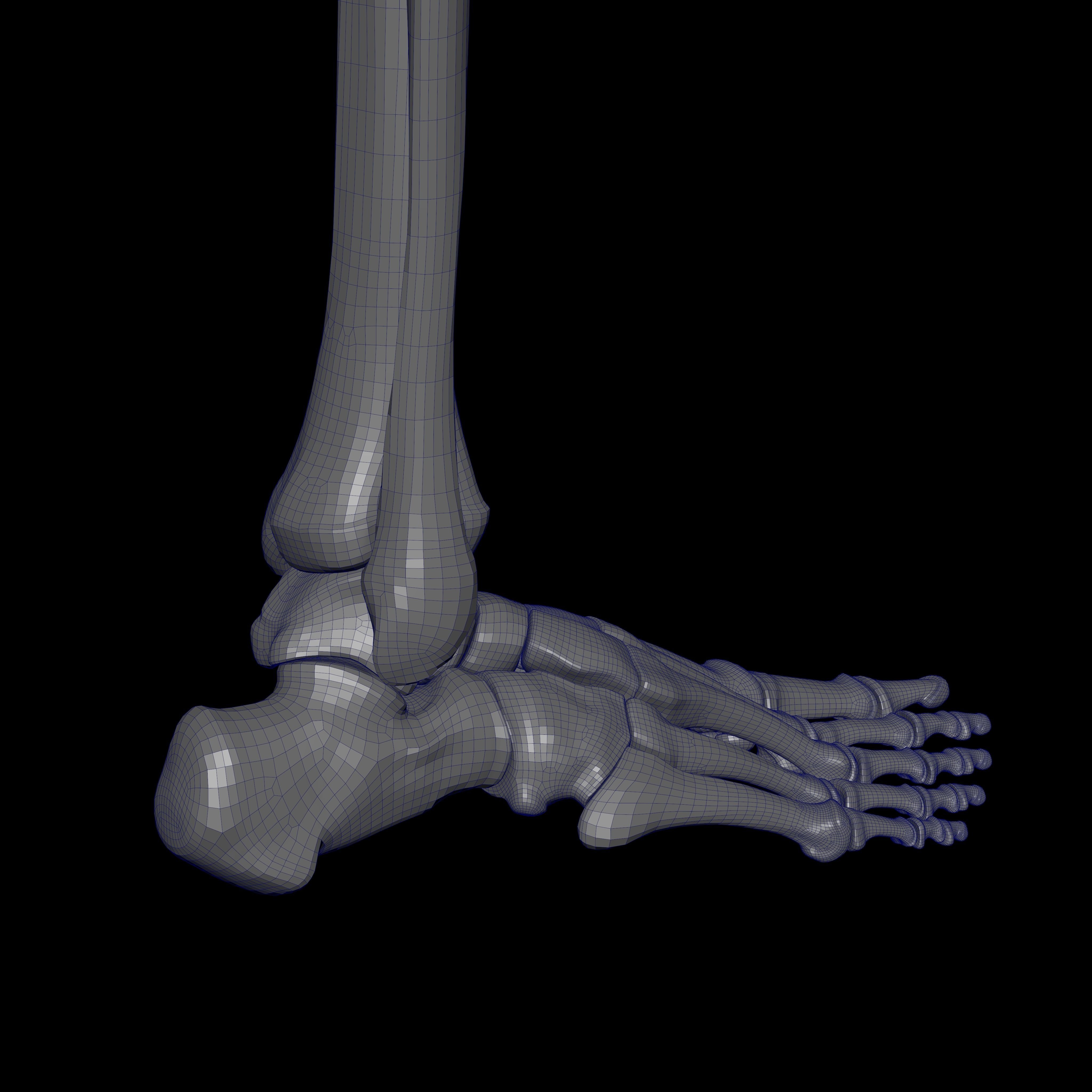 3D model Skeleton Leg - Leg Bones VR / AR / low-poly | CGTrader