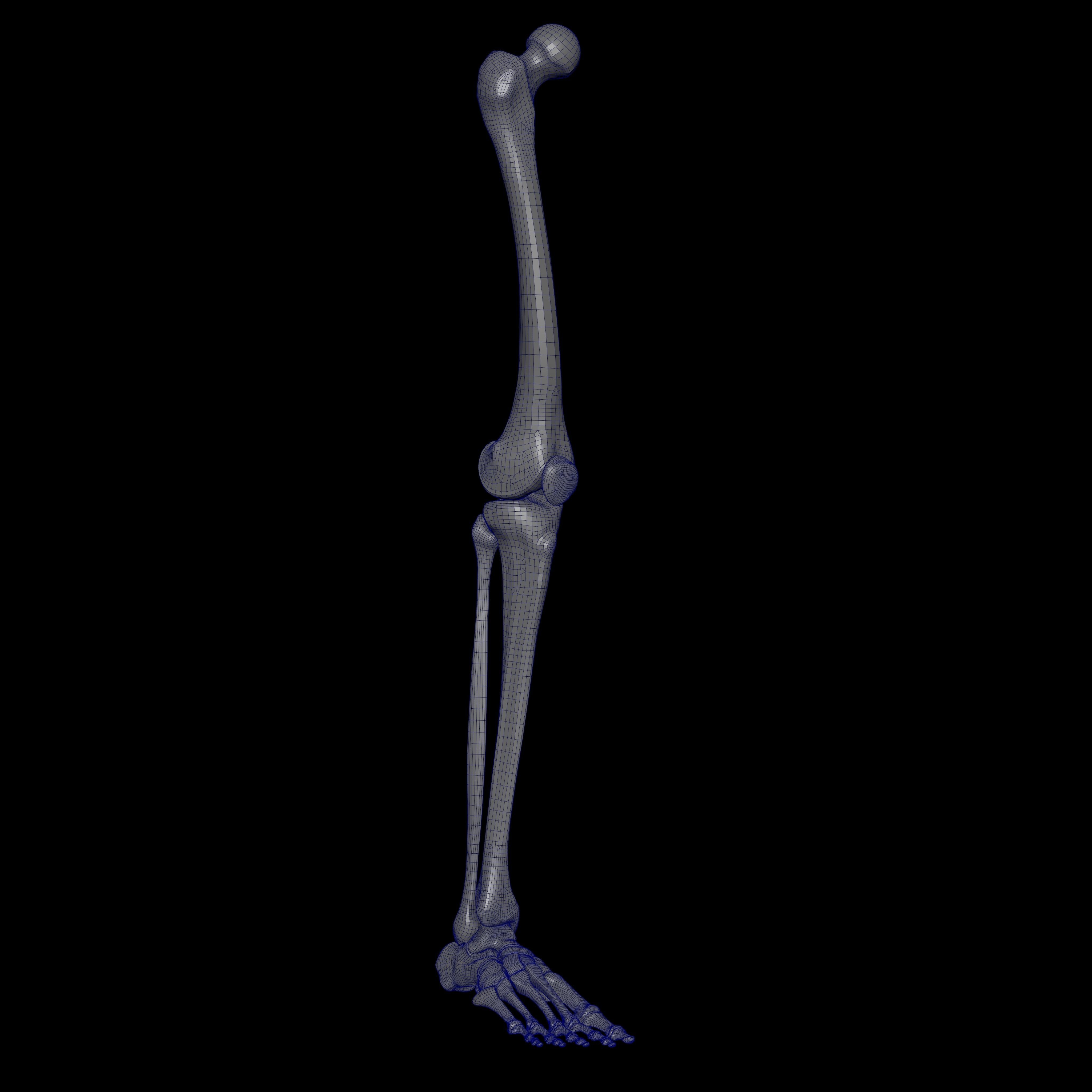 3D model Skeleton Leg - Leg Bones VR / AR / low-poly | CGTrader