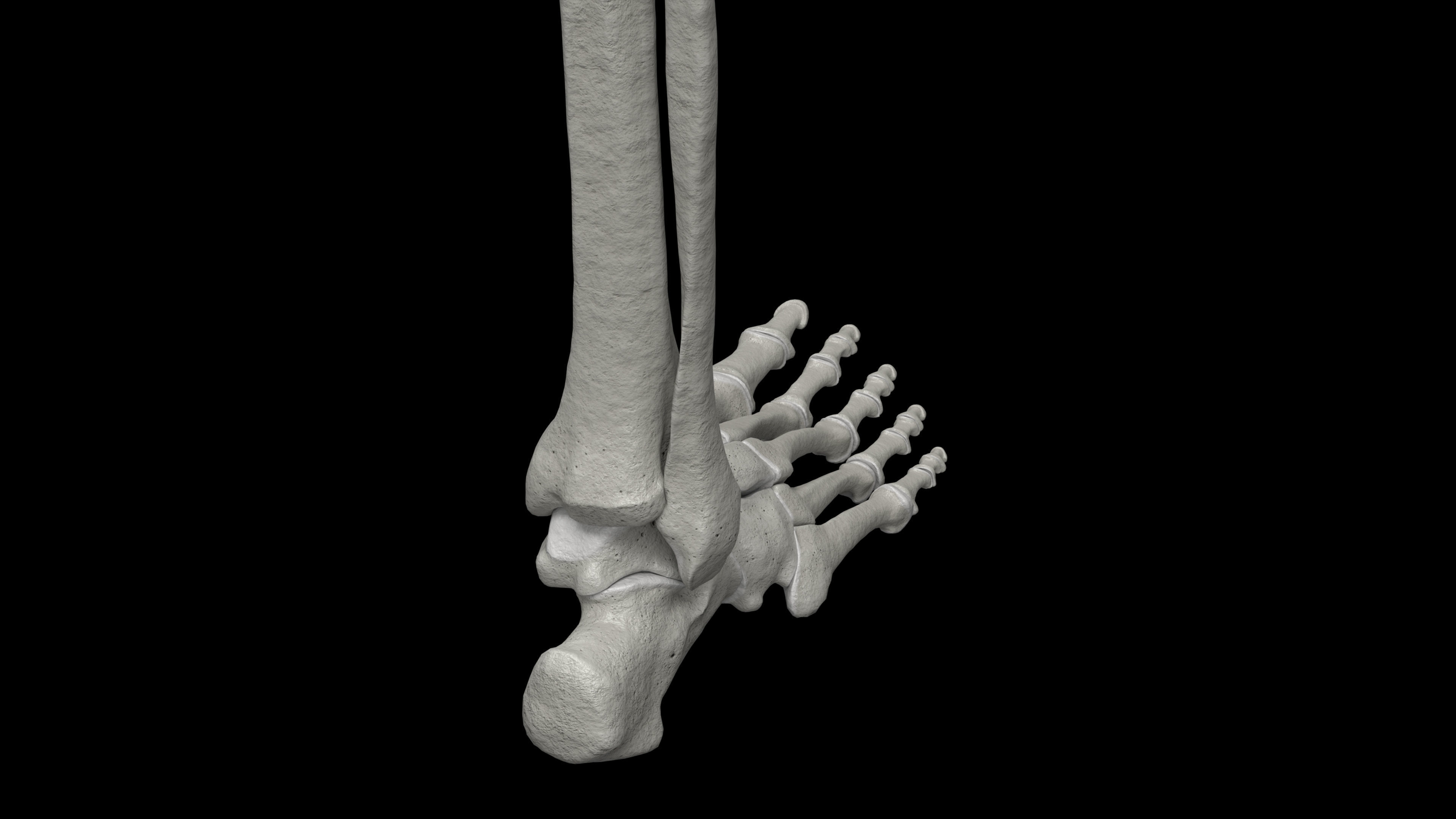 3D model Skeleton Leg - Leg Bones VR / AR / low-poly | CGTrader