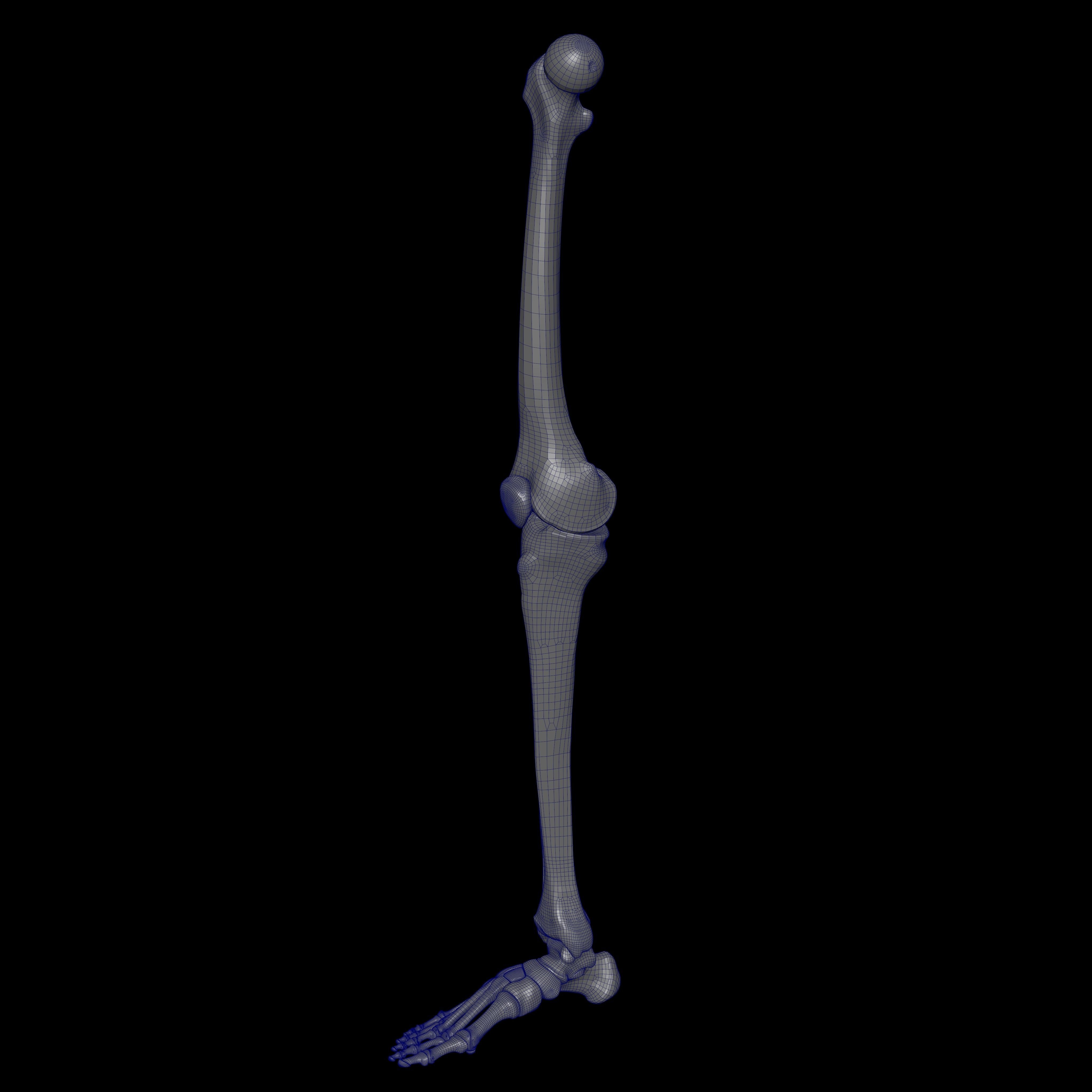 3D model Skeleton Leg - Leg Bones VR / AR / low-poly | CGTrader