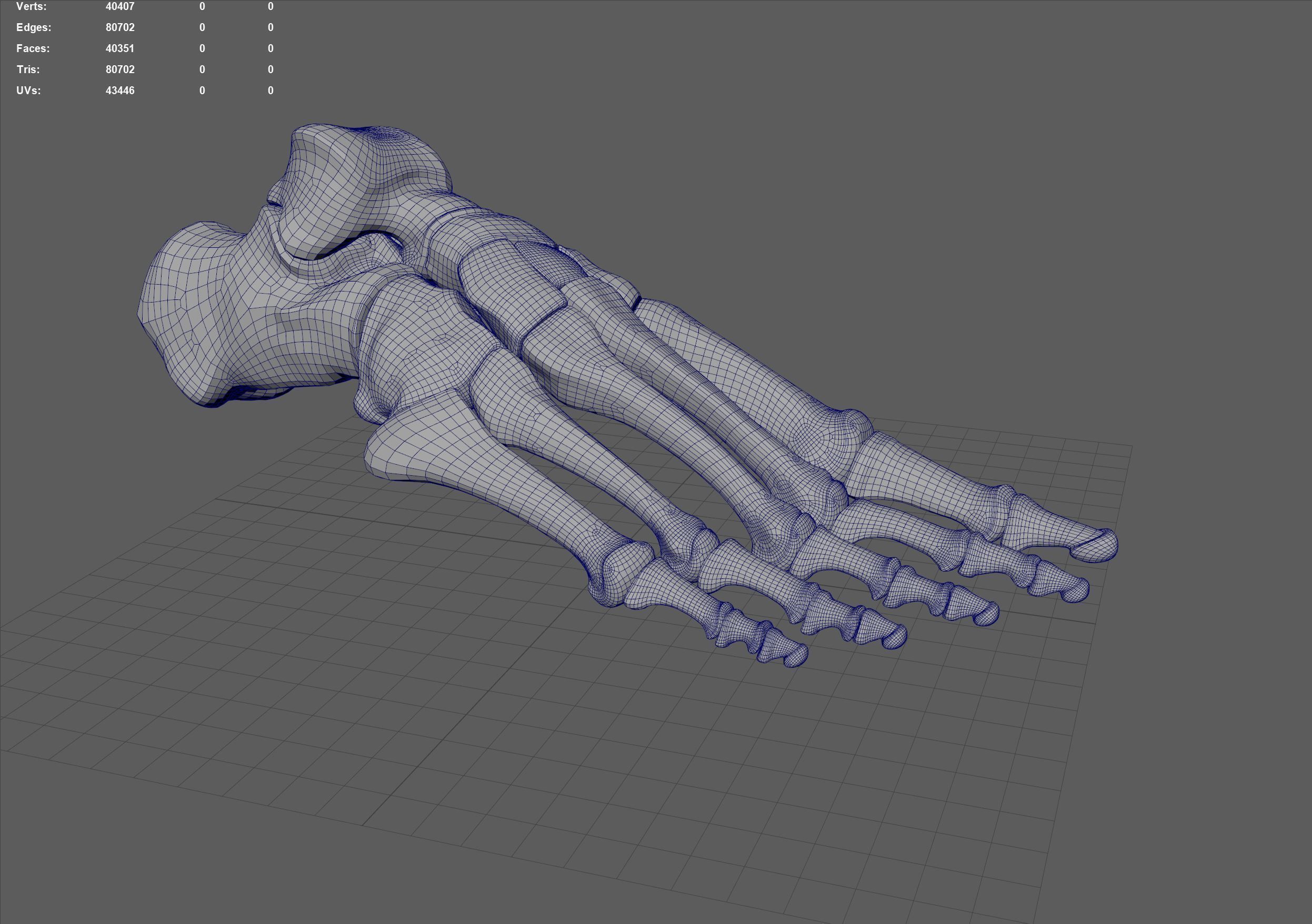 3D model Foot bones - Skeleton Foot VR / AR / low-poly | CGTrader