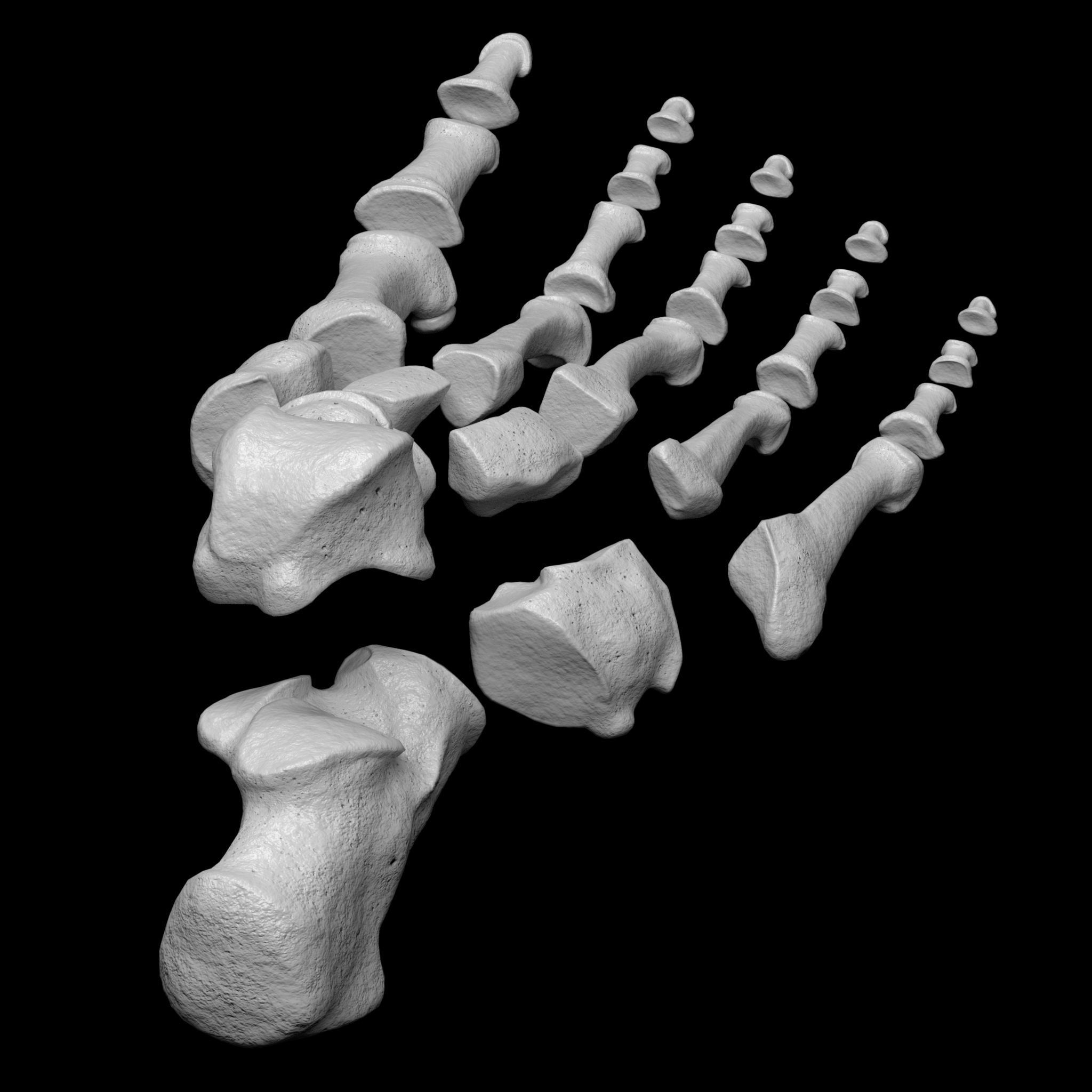 3D model Foot bones - Skeleton Foot VR / AR / low-poly | CGTrader