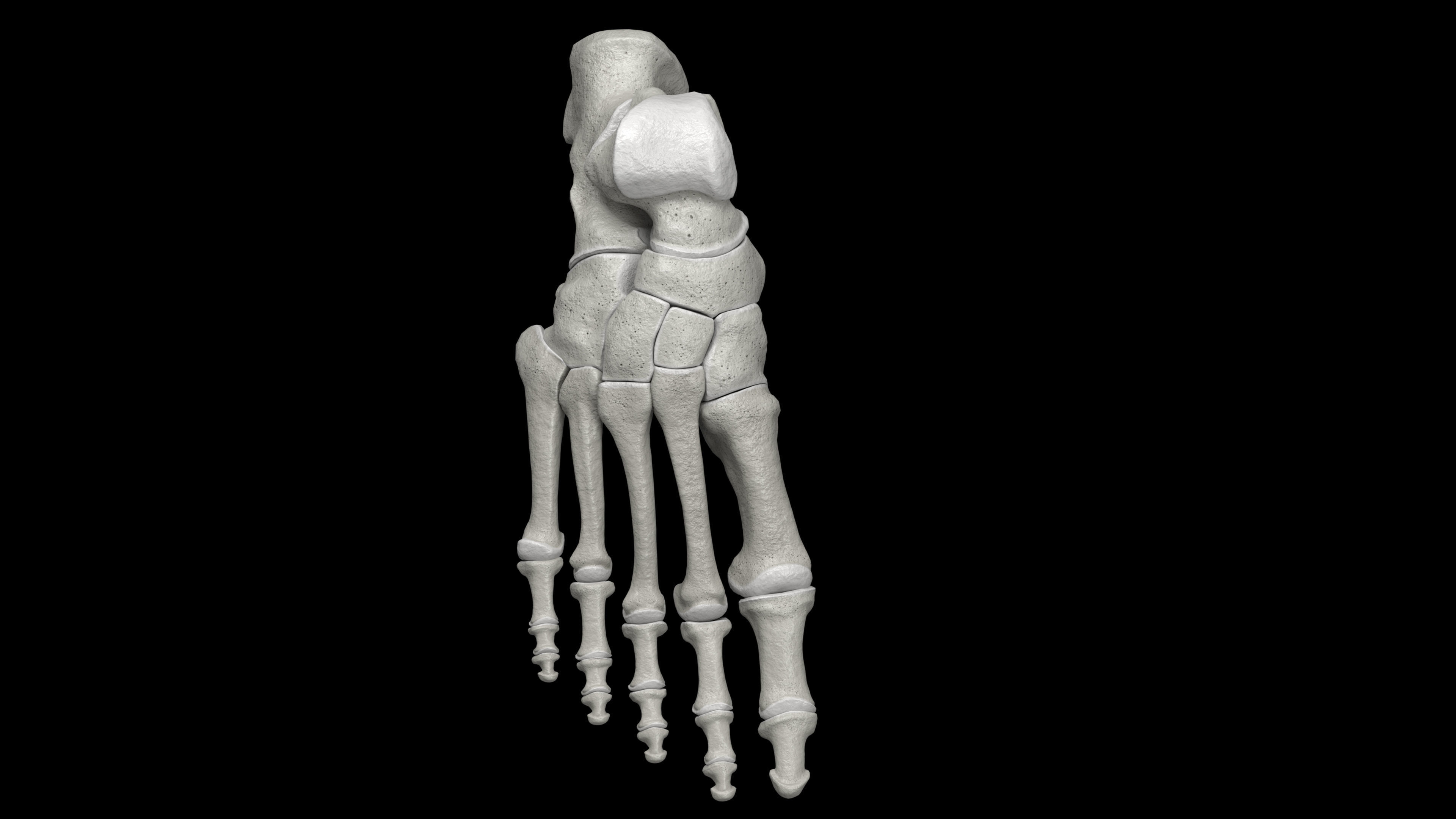 3D model Foot bones - Skeleton Foot VR / AR / low-poly | CGTrader