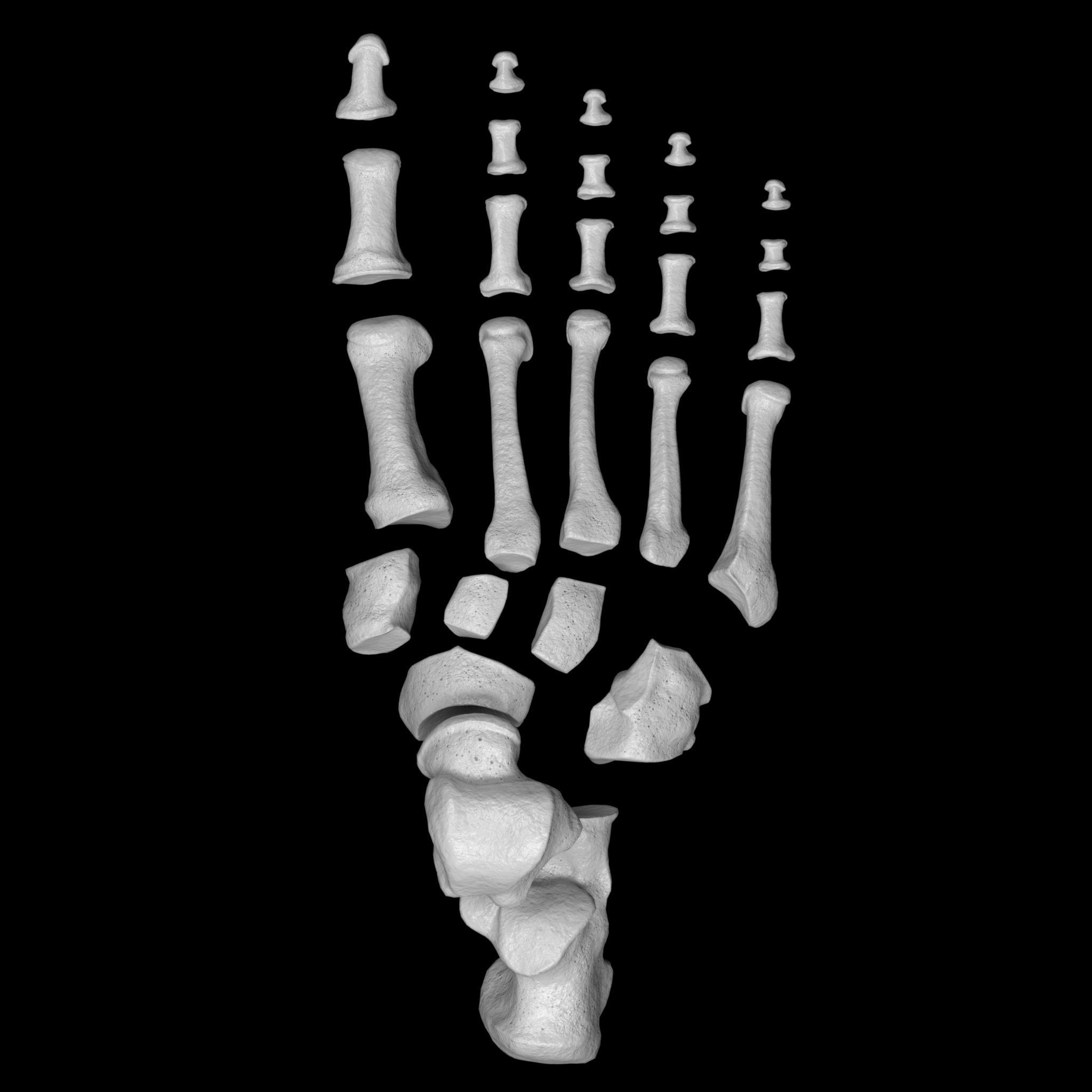 3D model Foot bones - Skeleton Foot VR / AR / low-poly | CGTrader