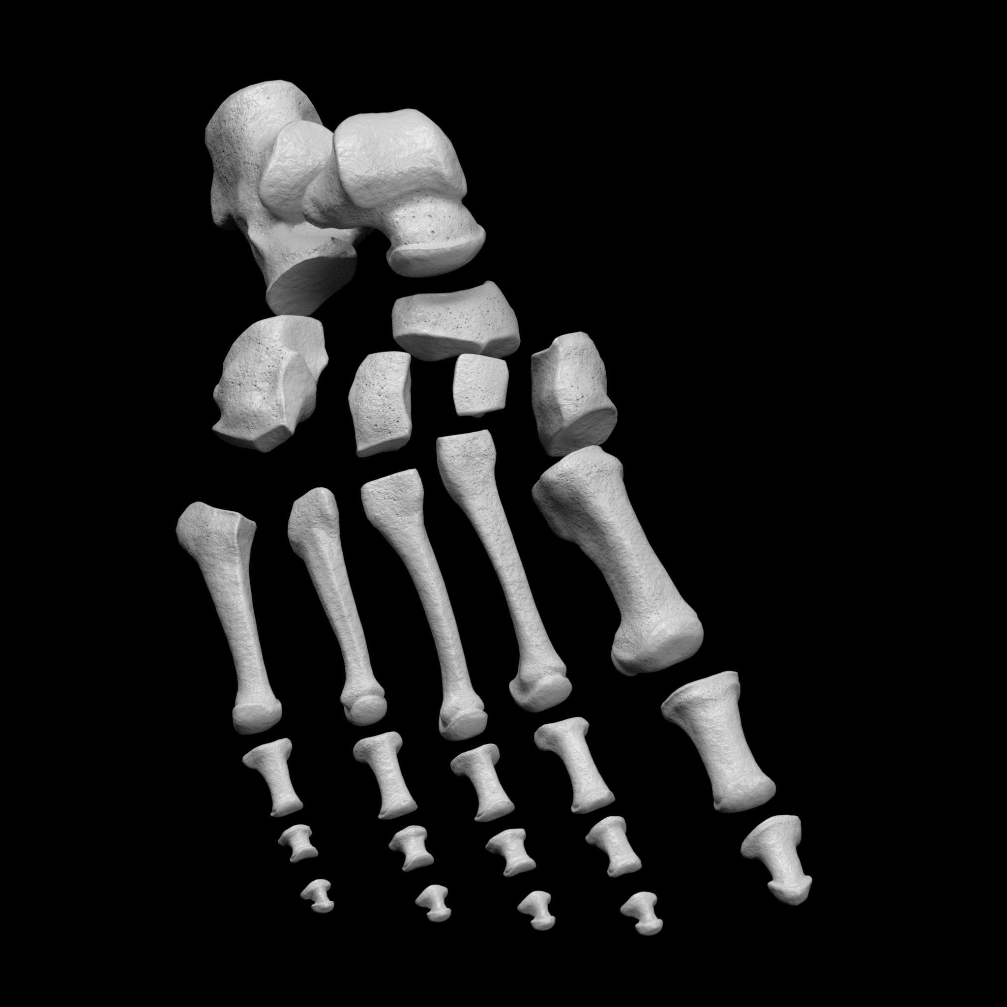 3D model Foot bones - Skeleton Foot VR / AR / low-poly | CGTrader