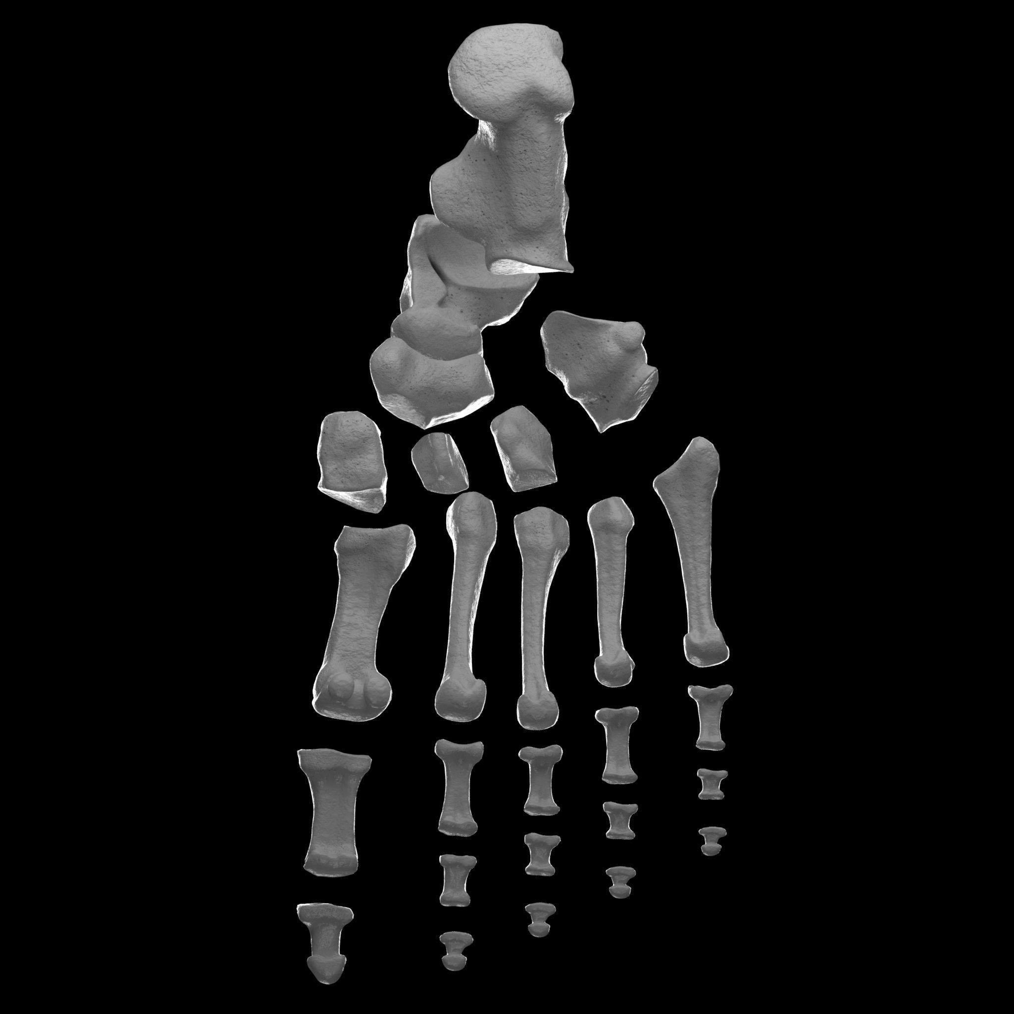 3D model Foot bones - Skeleton Foot VR / AR / low-poly | CGTrader