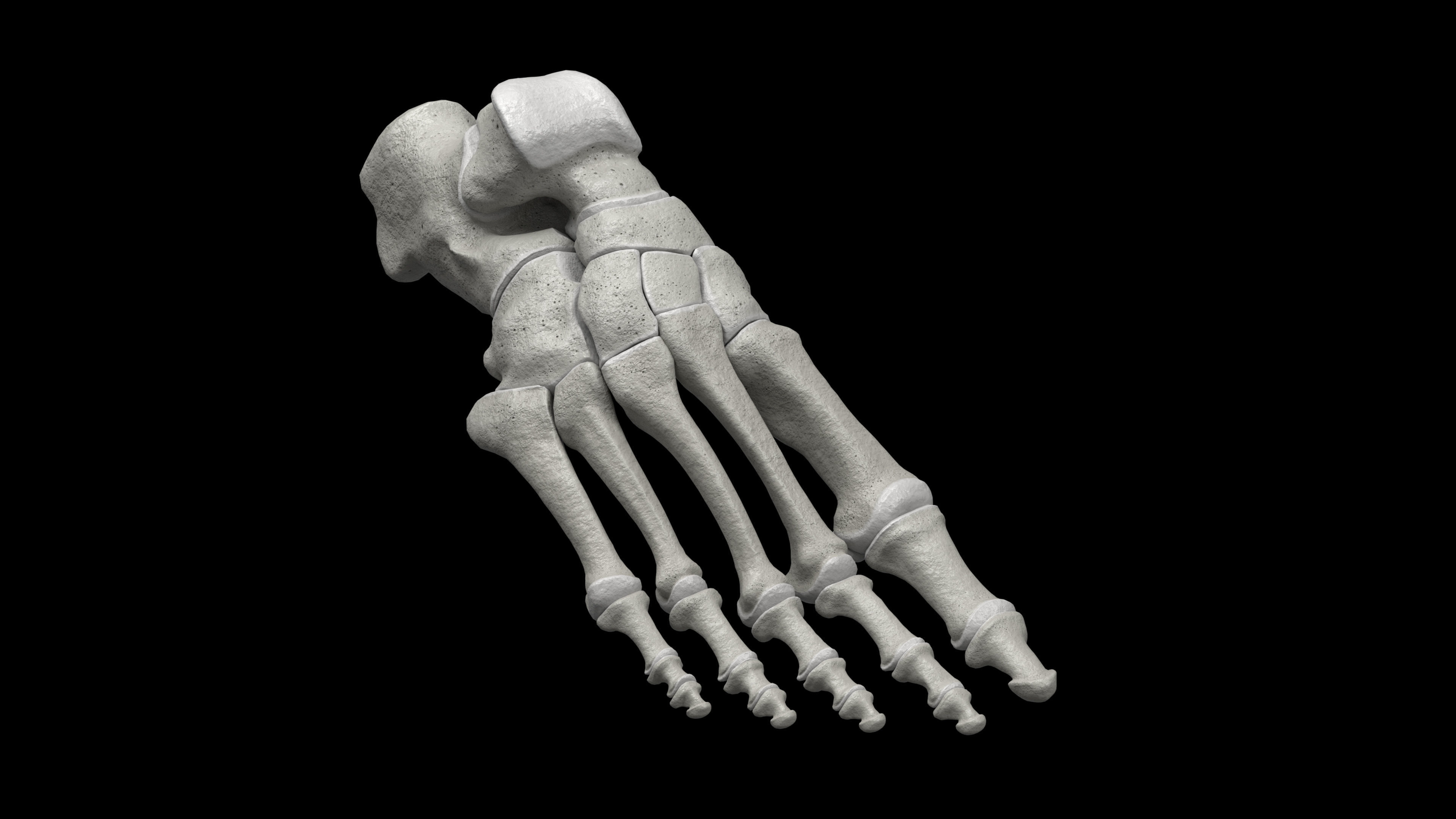 3D model Foot bones - Skeleton Foot VR / AR / low-poly | CGTrader