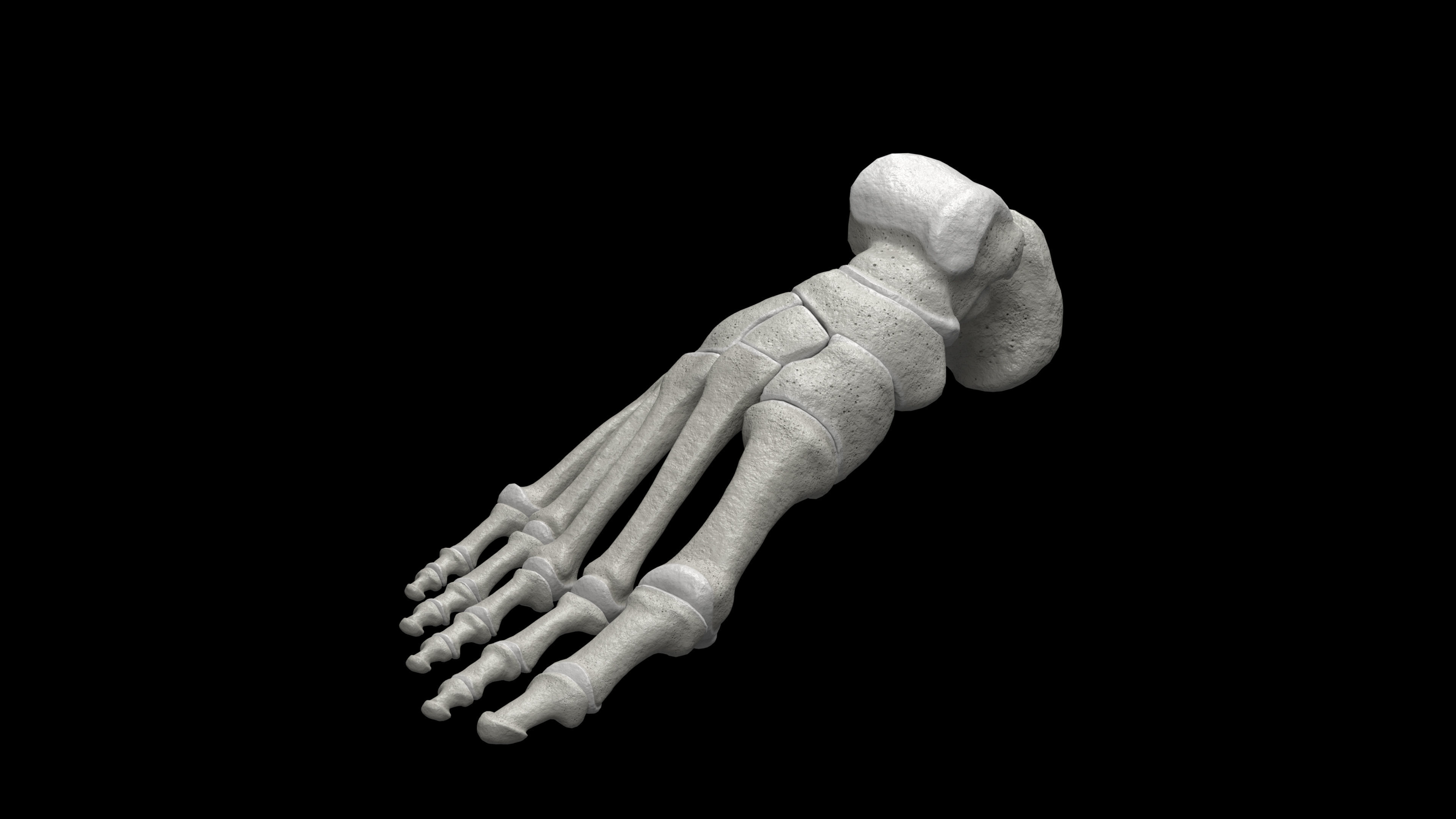 3D model Foot bones - Skeleton Foot VR / AR / low-poly | CGTrader