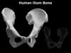 3D model Human Ilium - Hip Bone VR / AR / low-poly | CGTrader