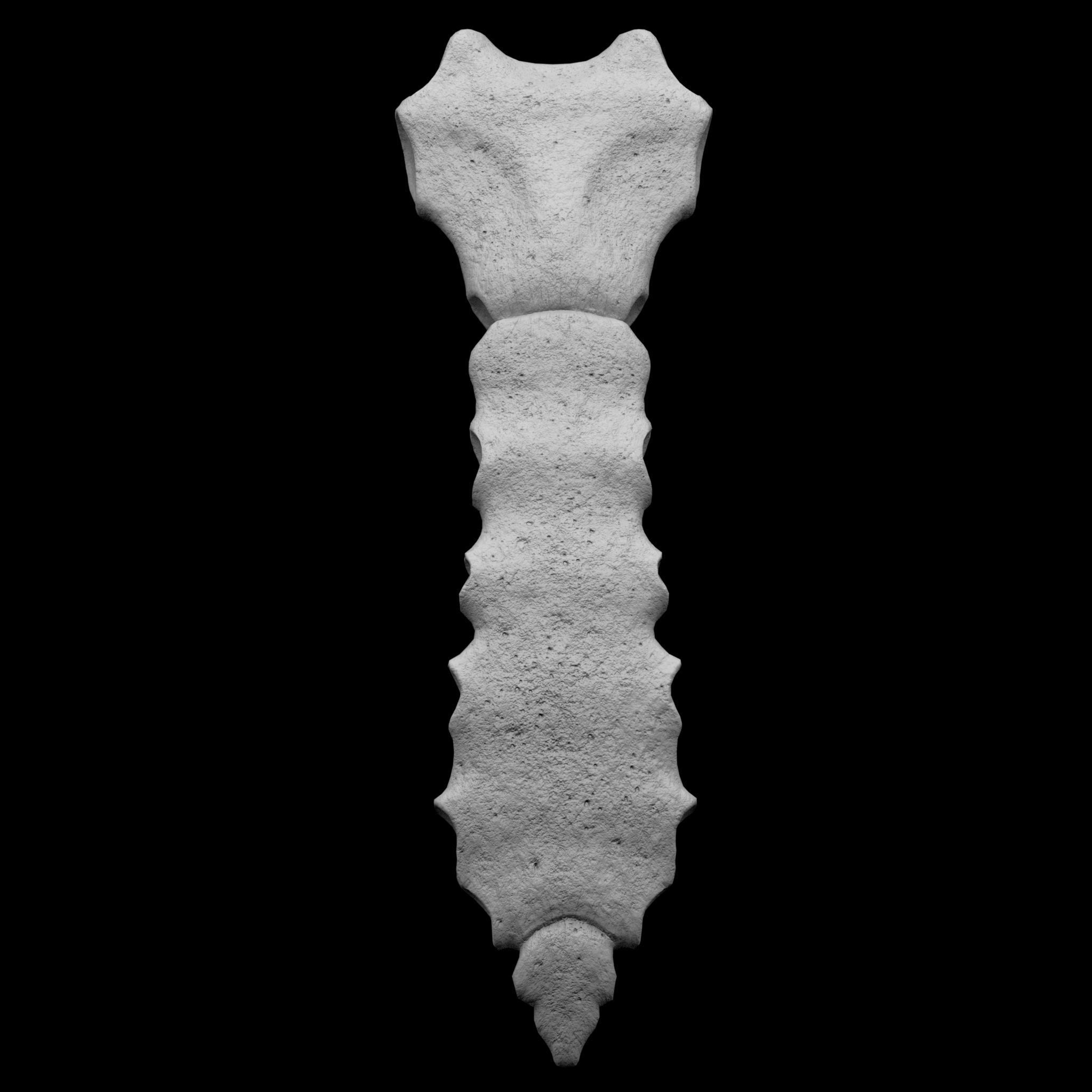 3D model Human Ribcage - Ribs VR / AR / low-poly | CGTrader