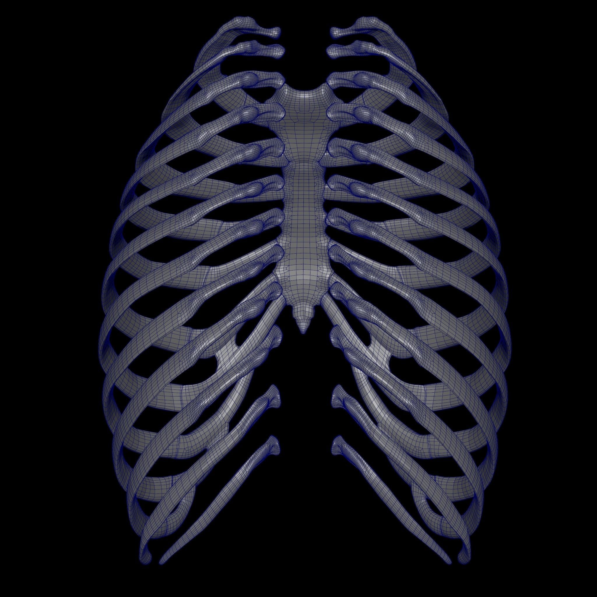 3D model Human Ribcage - Ribs VR / AR / low-poly | CGTrader