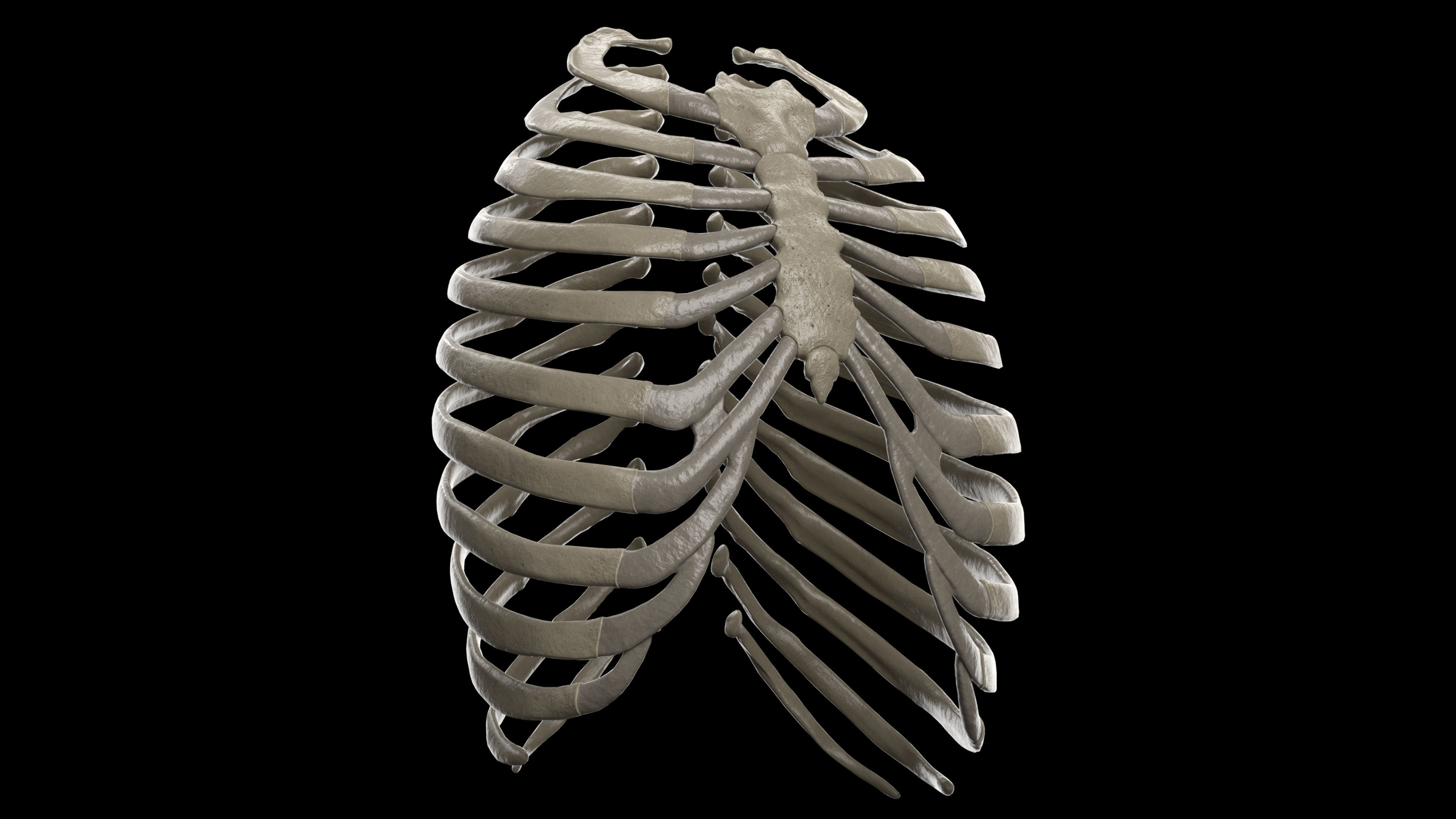 3D model Human Ribcage - Ribs VR / AR / low-poly | CGTrader