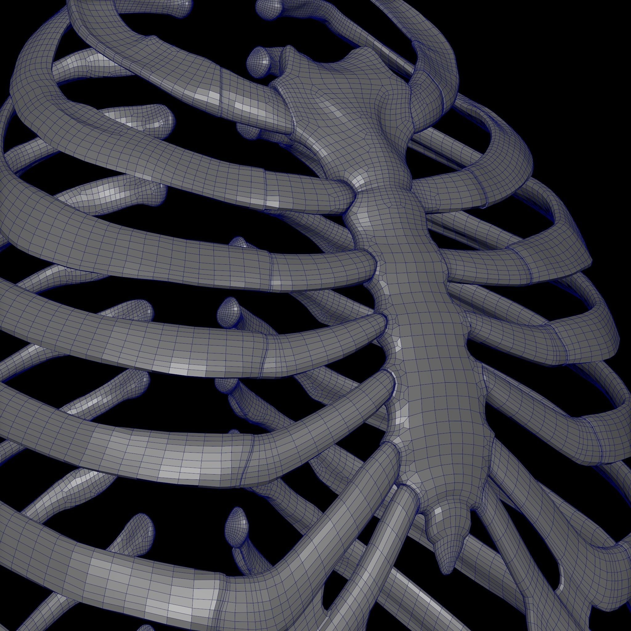 3D model Human Ribcage - Ribs VR / AR / low-poly | CGTrader