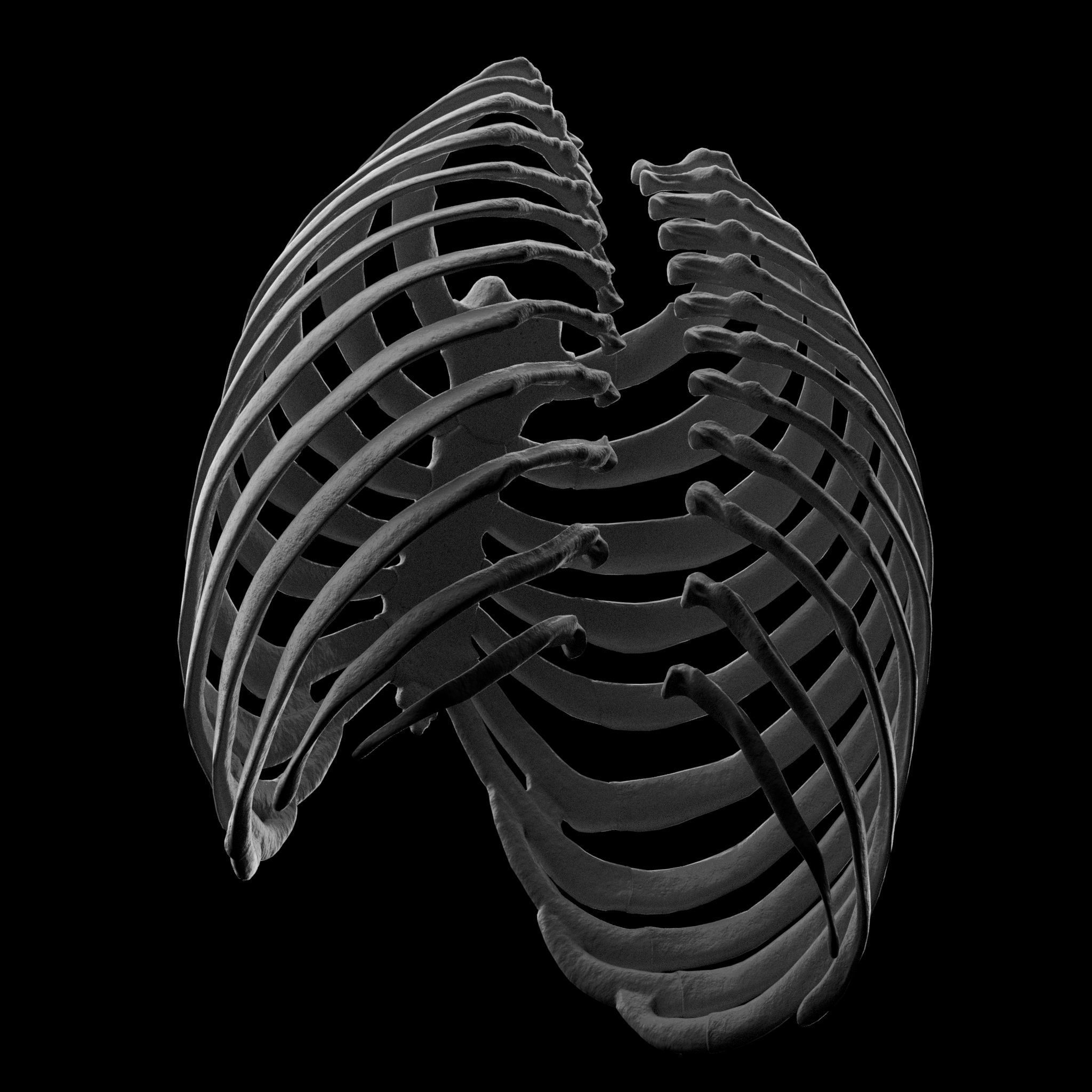 3D model Human Ribcage - Ribs VR / AR / low-poly | CGTrader