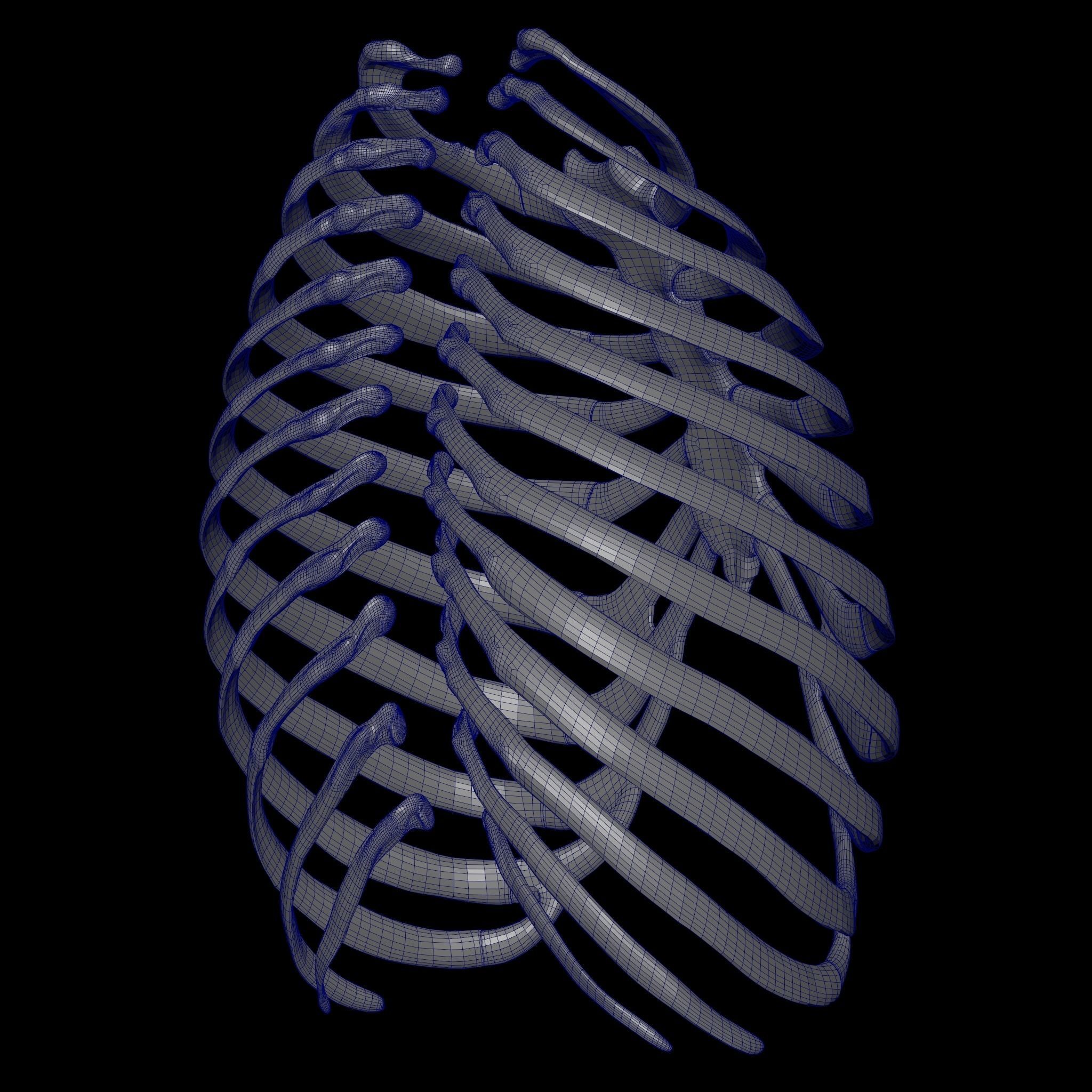 3D model Human Ribcage - Ribs VR / AR / low-poly | CGTrader