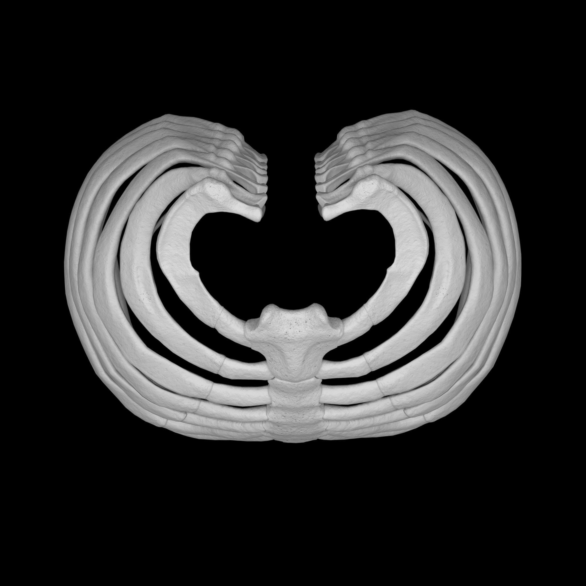 3D model Human Ribcage - Ribs VR / AR / low-poly | CGTrader