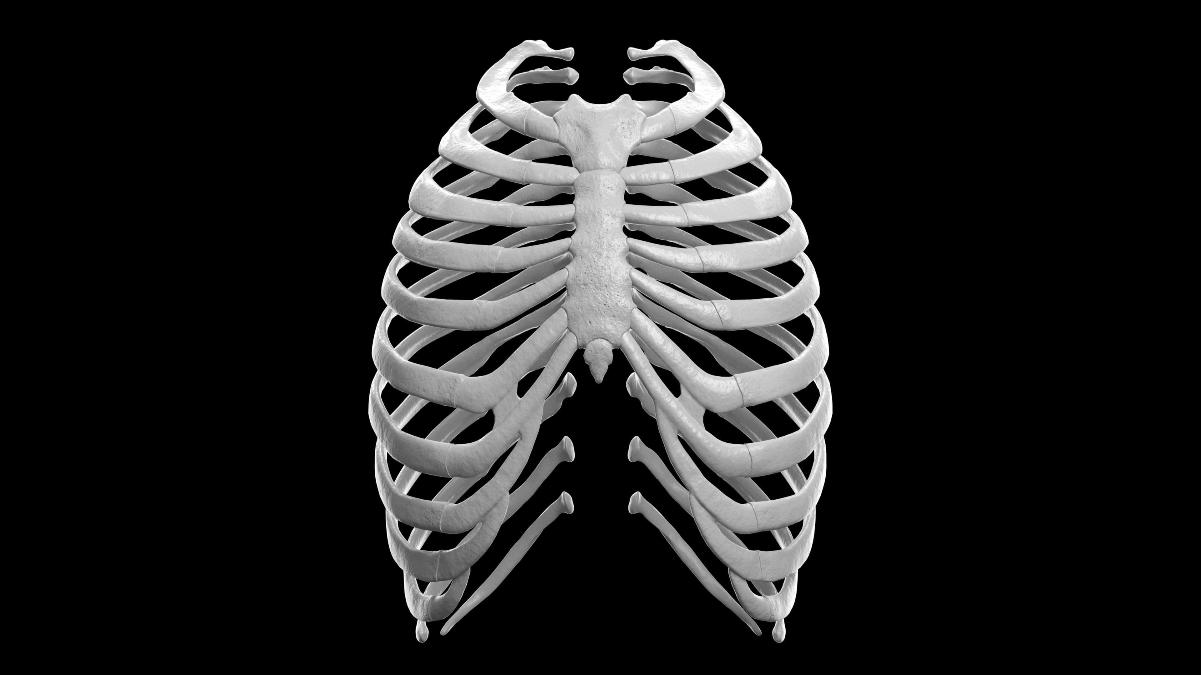 3D model Human Ribcage - Ribs VR / AR / low-poly | CGTrader