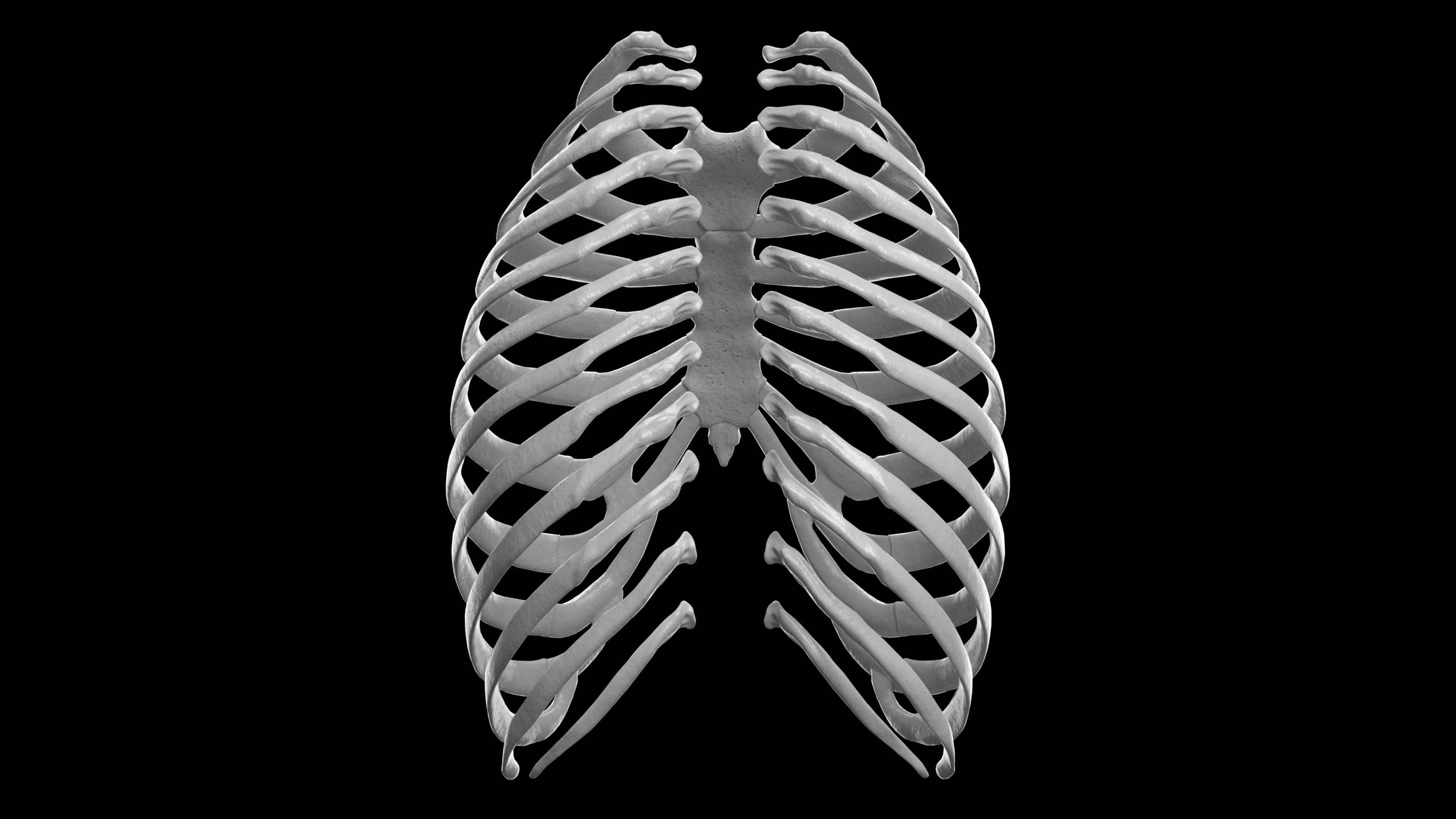3D model Human Ribcage - Ribs VR / AR / low-poly | CGTrader
