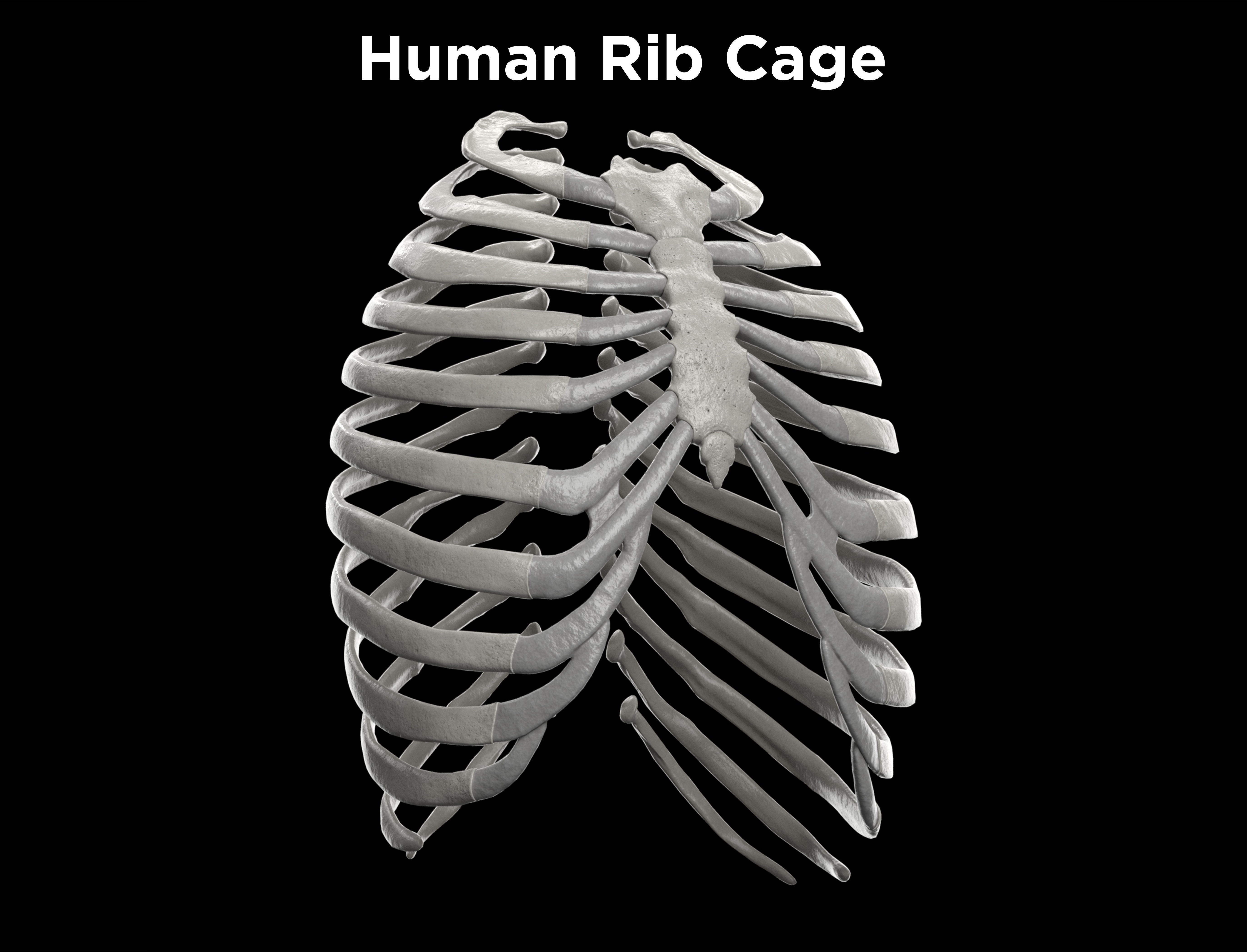 3D model Human Ribcage - Ribs VR / AR / low-poly | CGTrader