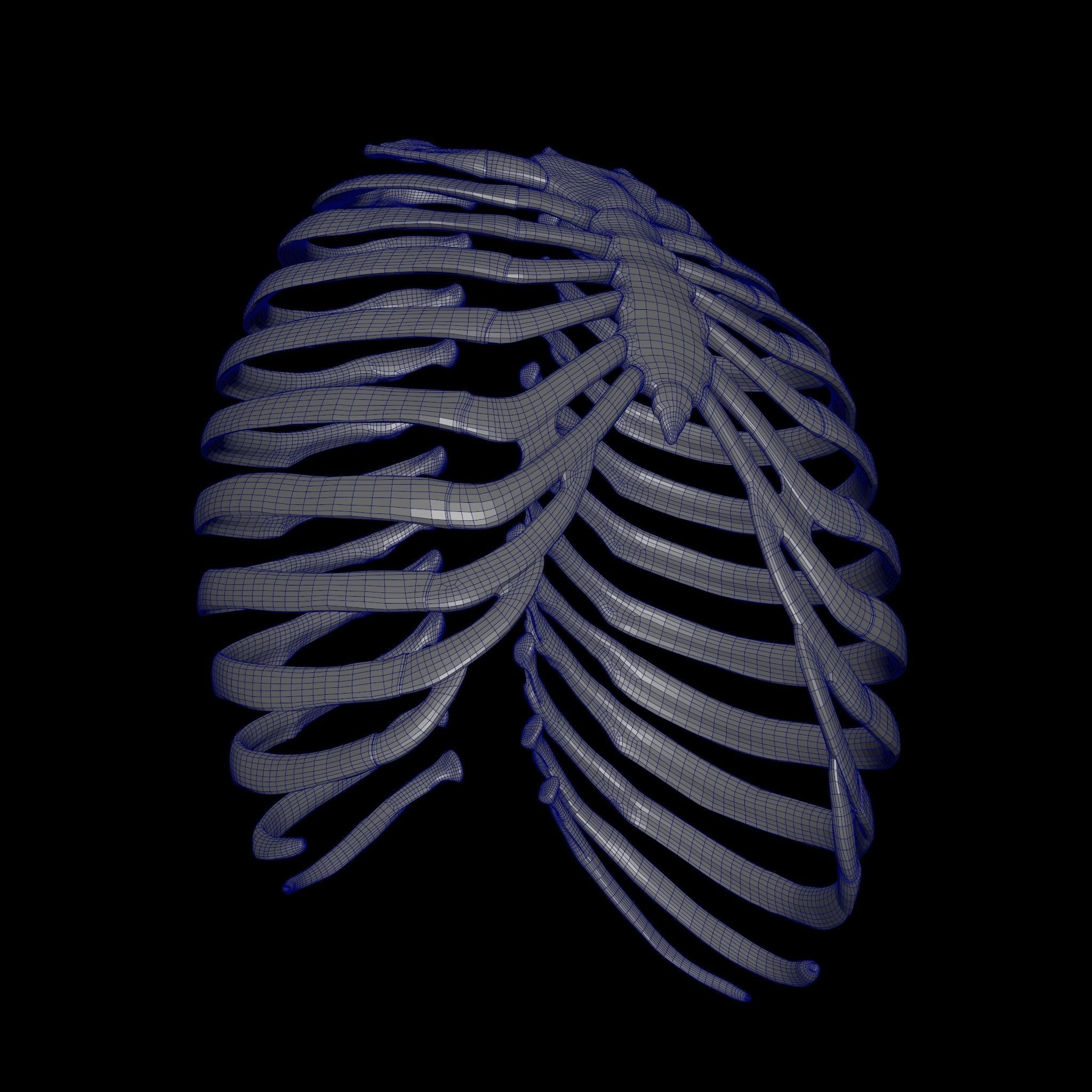 3D model Human Ribcage - Ribs VR / AR / low-poly | CGTrader