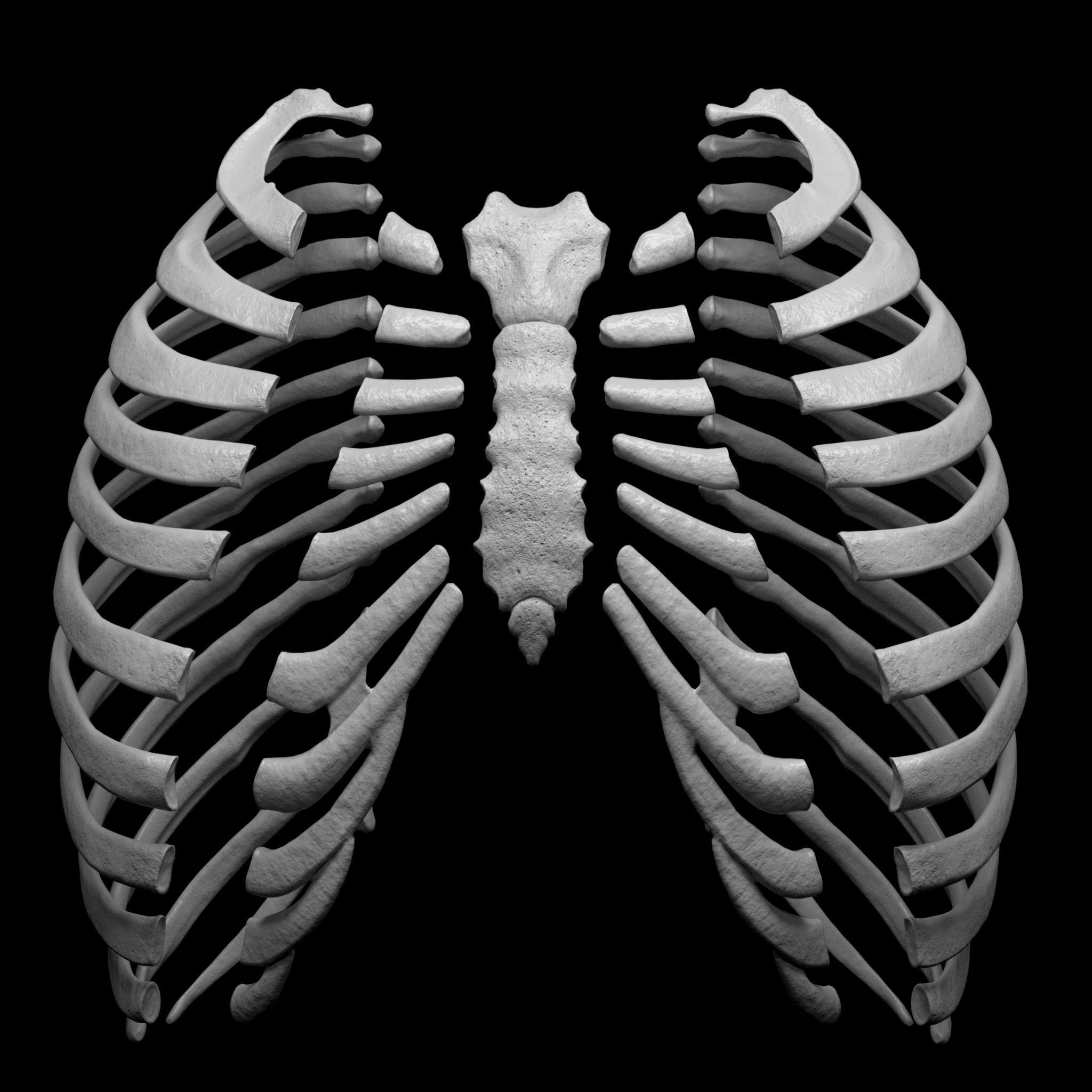 3D model Human Ribcage - Ribs VR / AR / low-poly | CGTrader