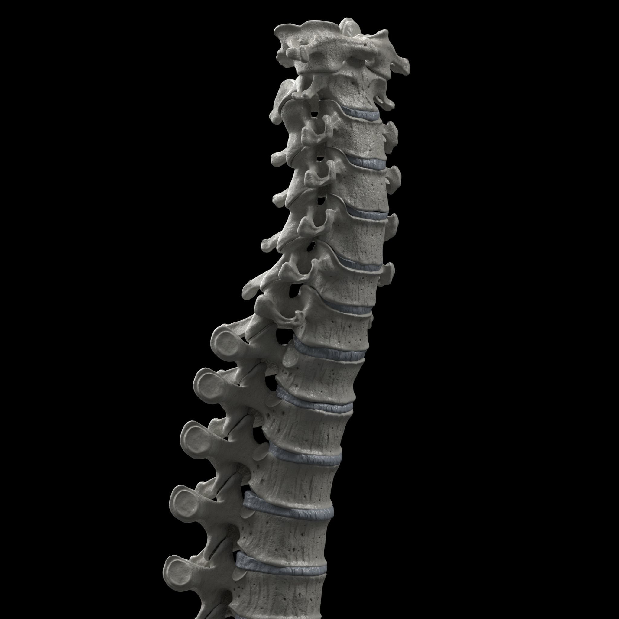 3D model Human Spine - Spine Bones VR / AR / low-poly | CGTrader