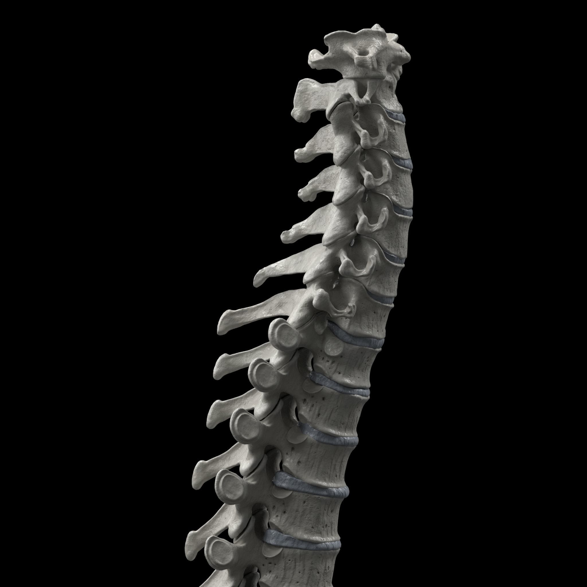 3D model Human Spine - Spine Bones VR / AR / low-poly | CGTrader