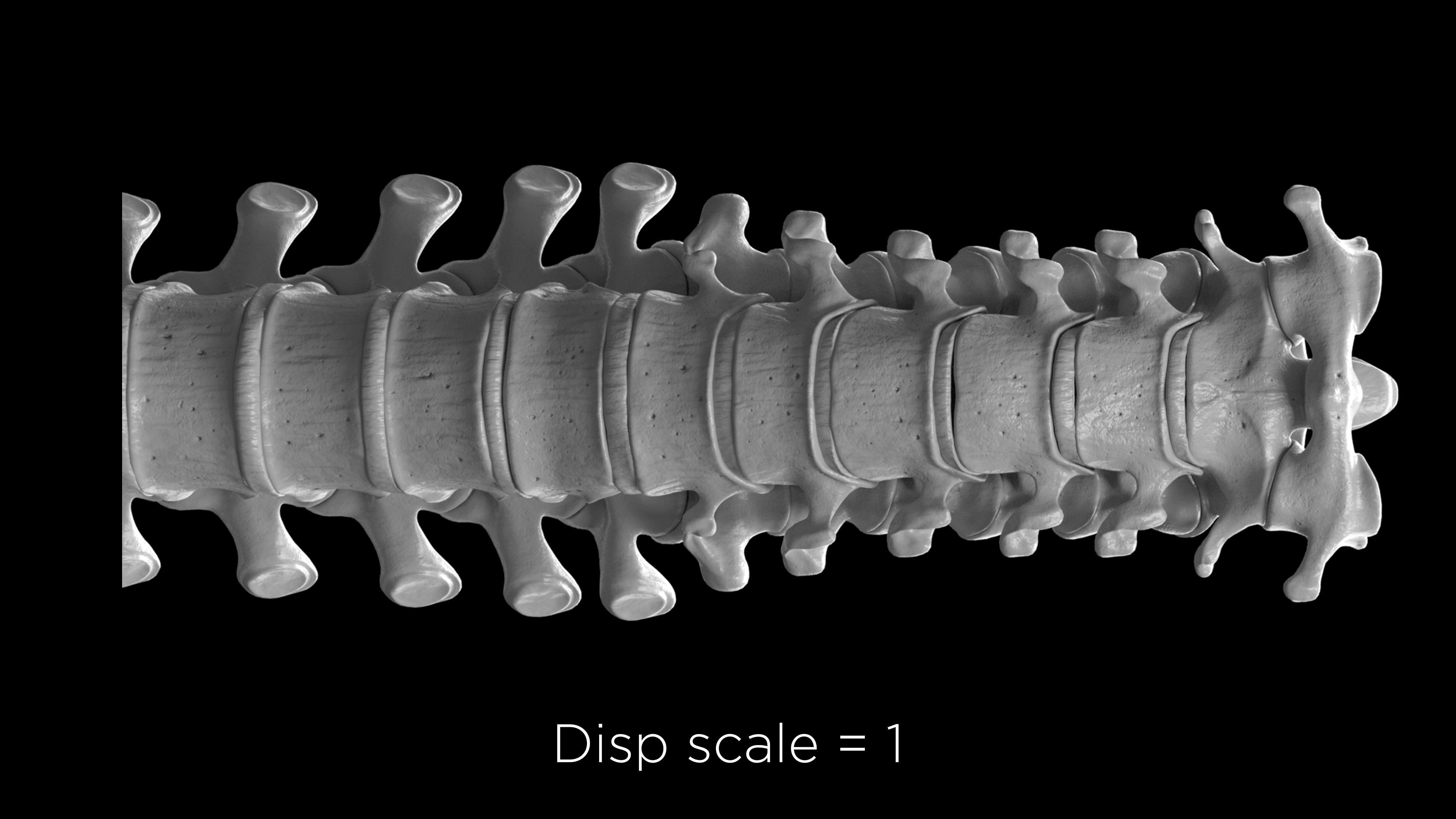 3D model Human Spine - Spine Bones VR / AR / low-poly | CGTrader