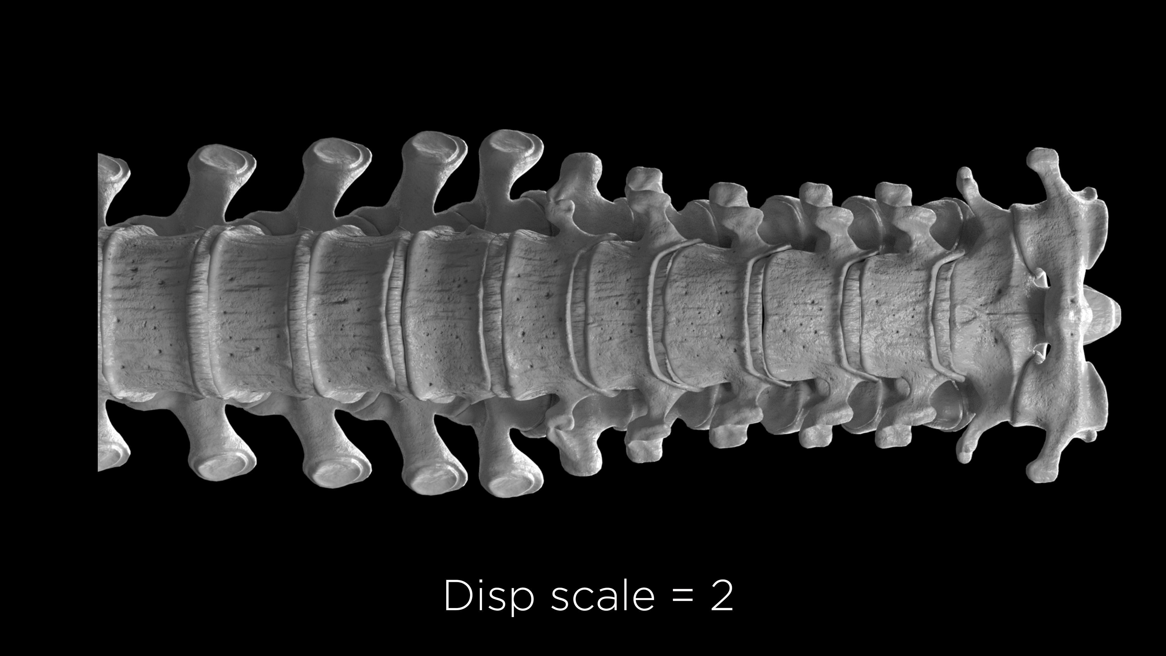 3D model Human Spine - Spine Bones VR / AR / low-poly | CGTrader