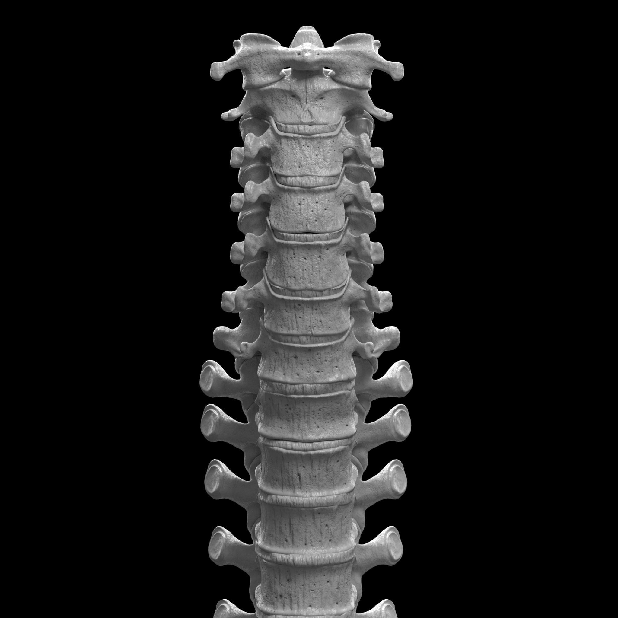 3D model Human Spine - Spine Bones VR / AR / low-poly | CGTrader
