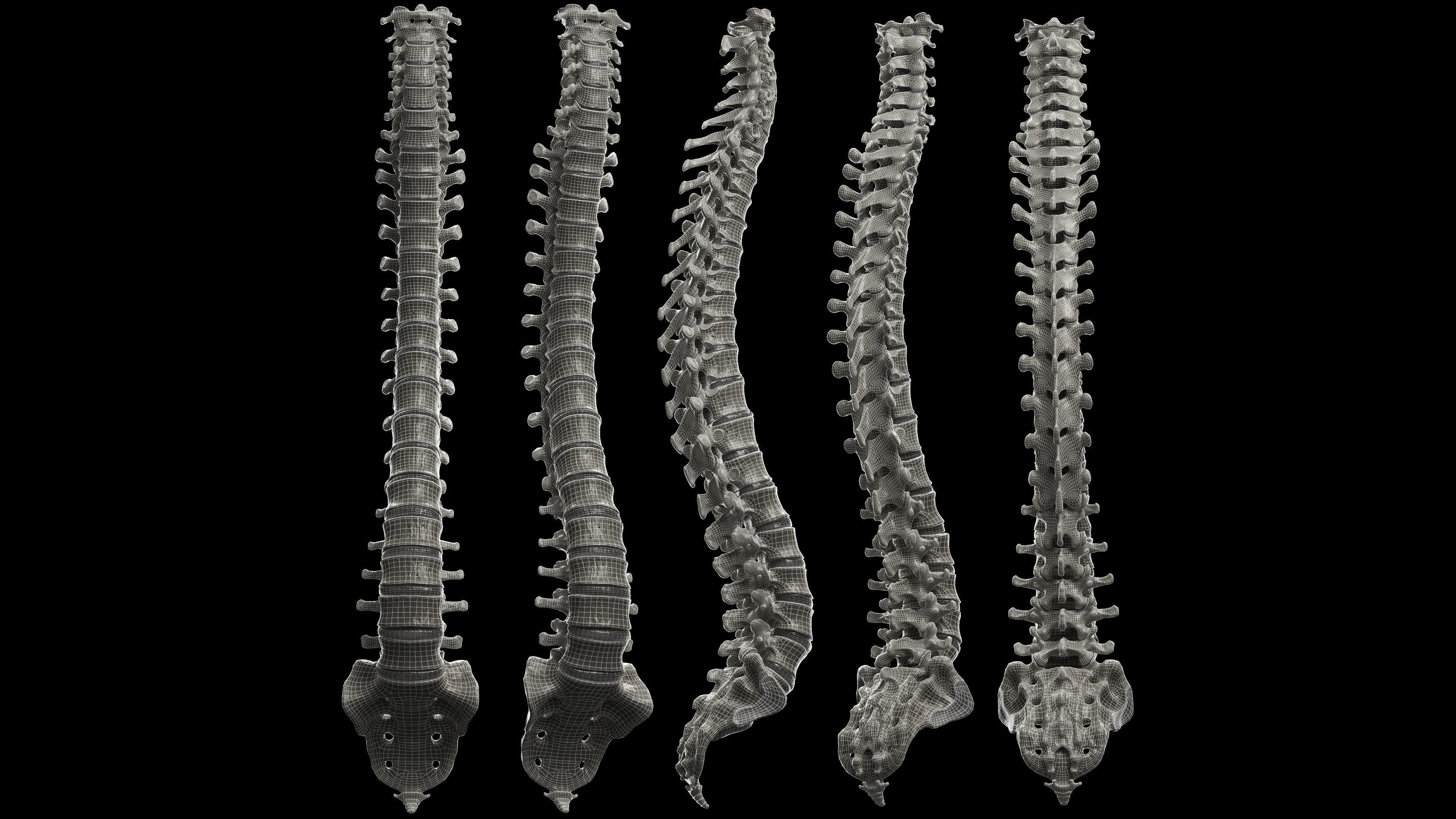 3D model Human Spine - Spine Bones VR / AR / low-poly | CGTrader