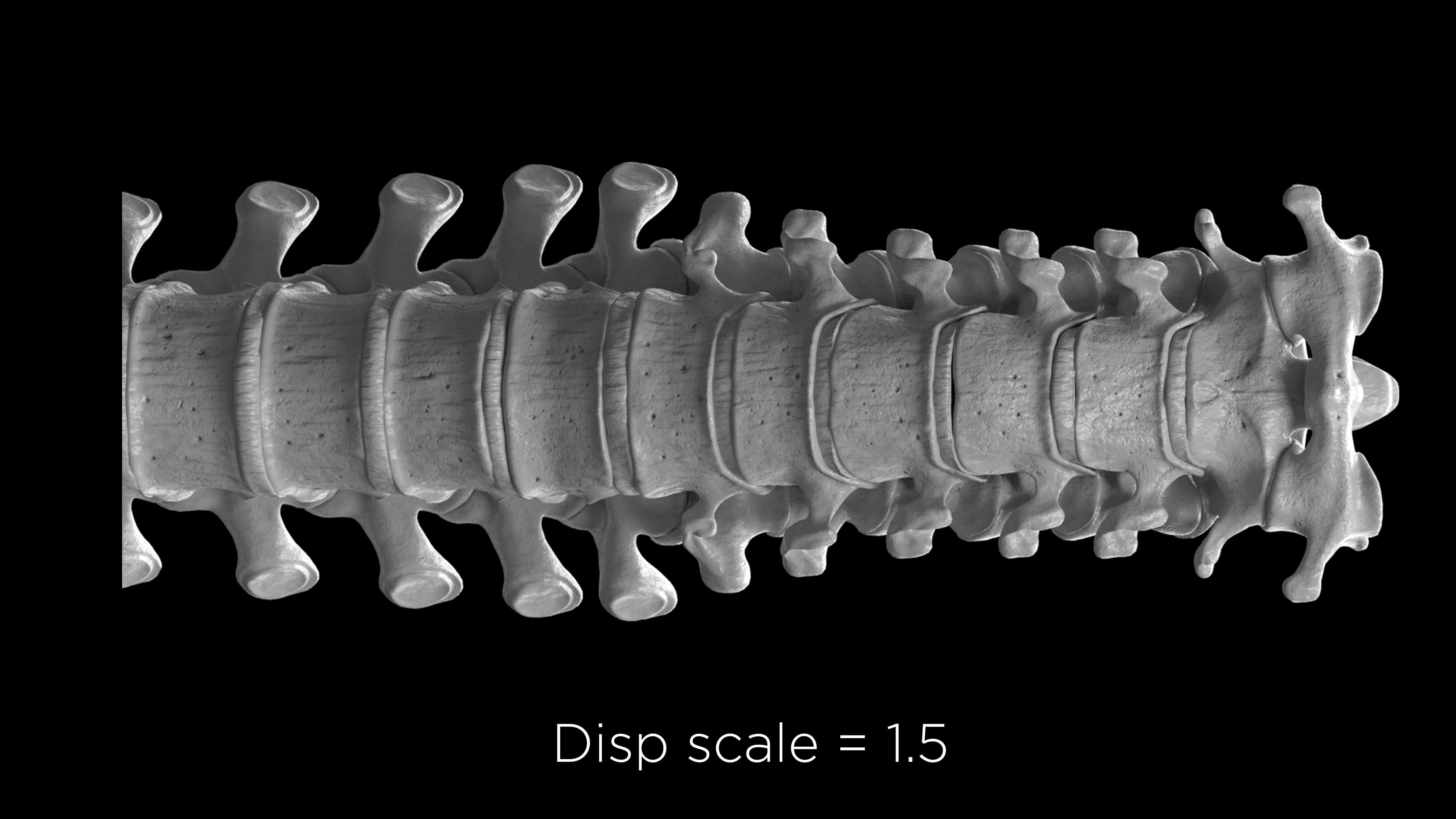 3D model Human Spine - Spine Bones VR / AR / low-poly | CGTrader