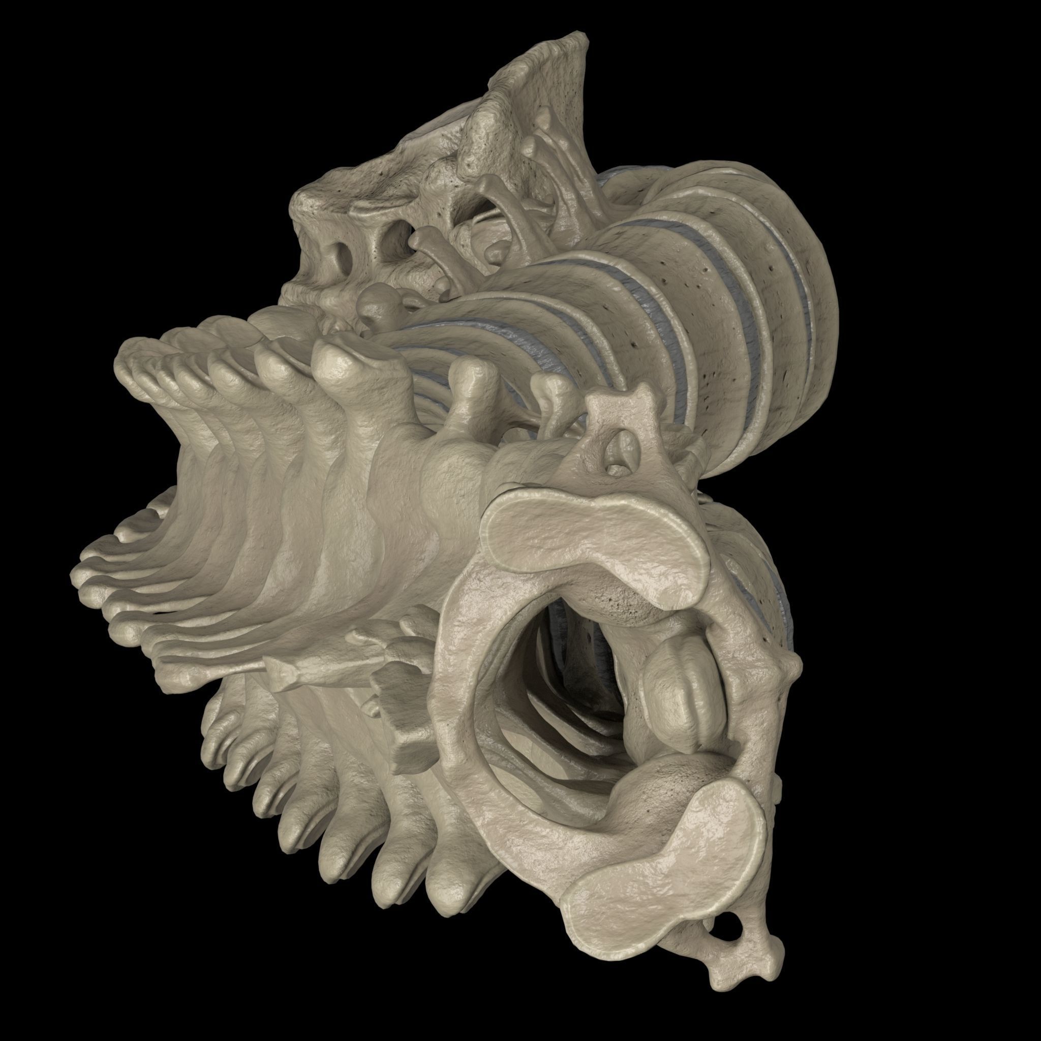 3D model Human Spine - Spine Bones VR / AR / low-poly | CGTrader
