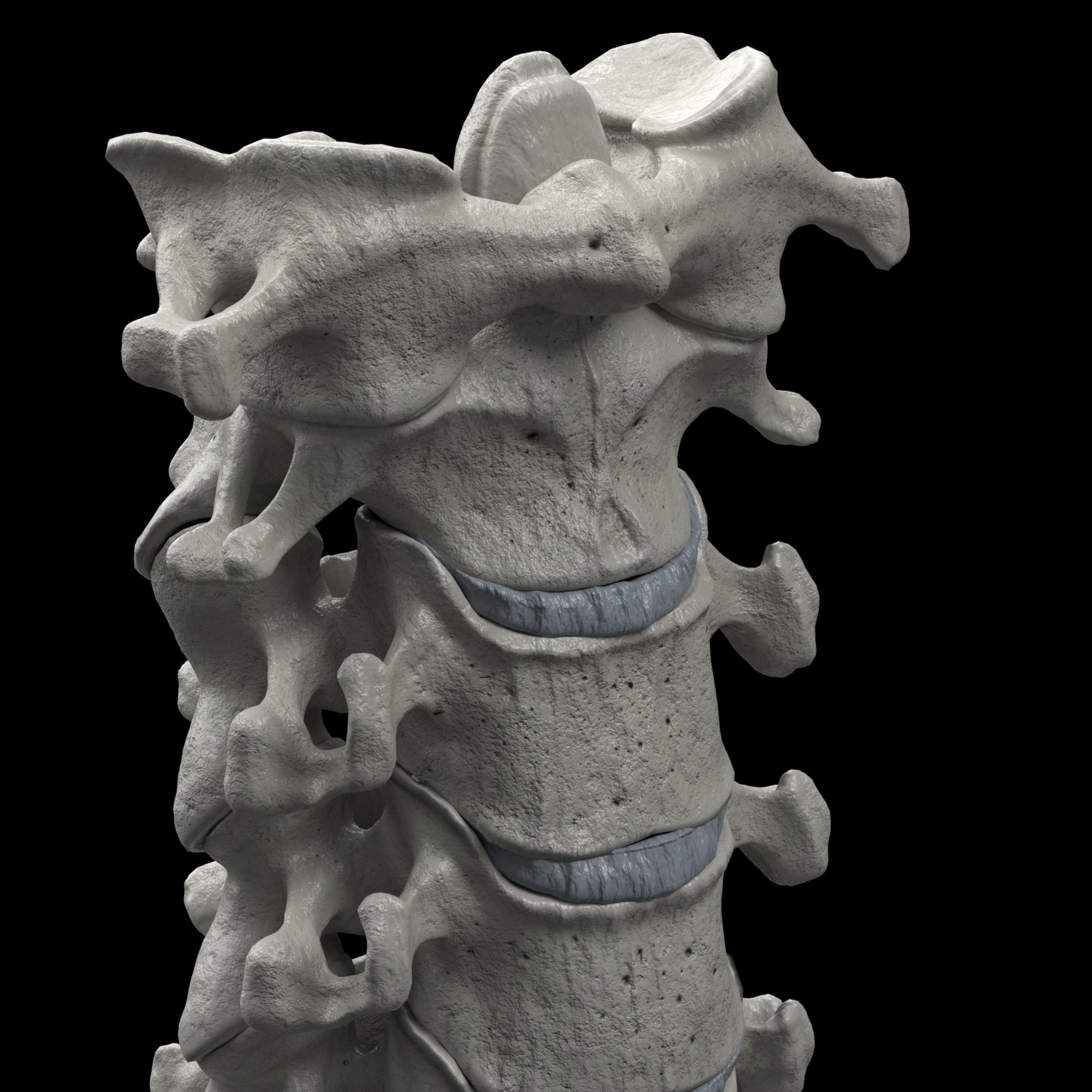 3D model Human Spine - Spine Bones VR / AR / low-poly | CGTrader