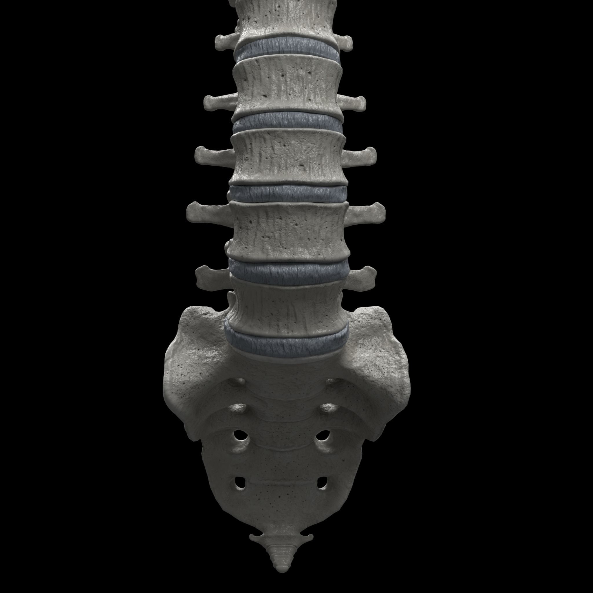 3D model Human Spine - Spine Bones VR / AR / low-poly | CGTrader