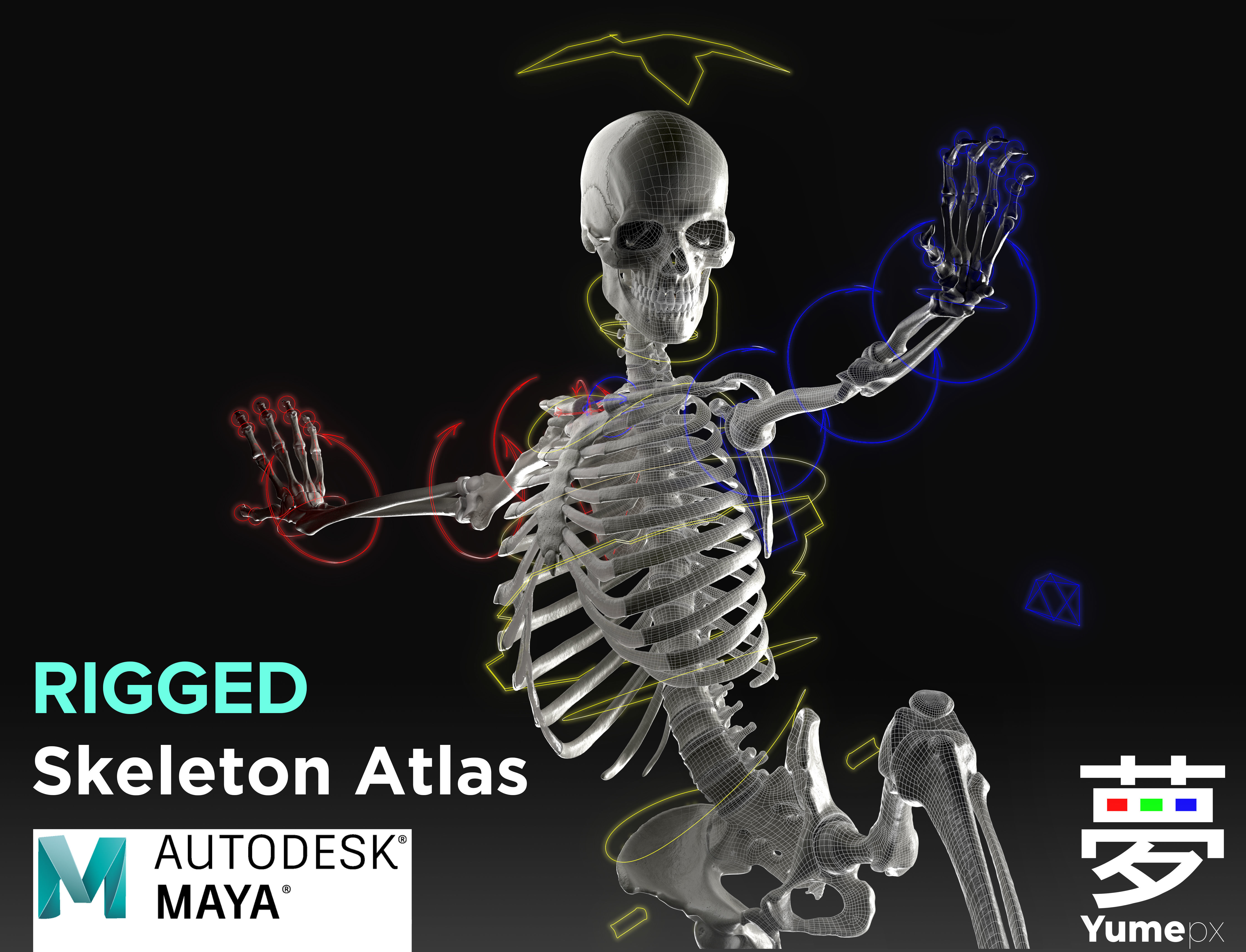 3D model Skeleton Rigged - Skeleton Rig - Skeletal System VR / AR / low ...