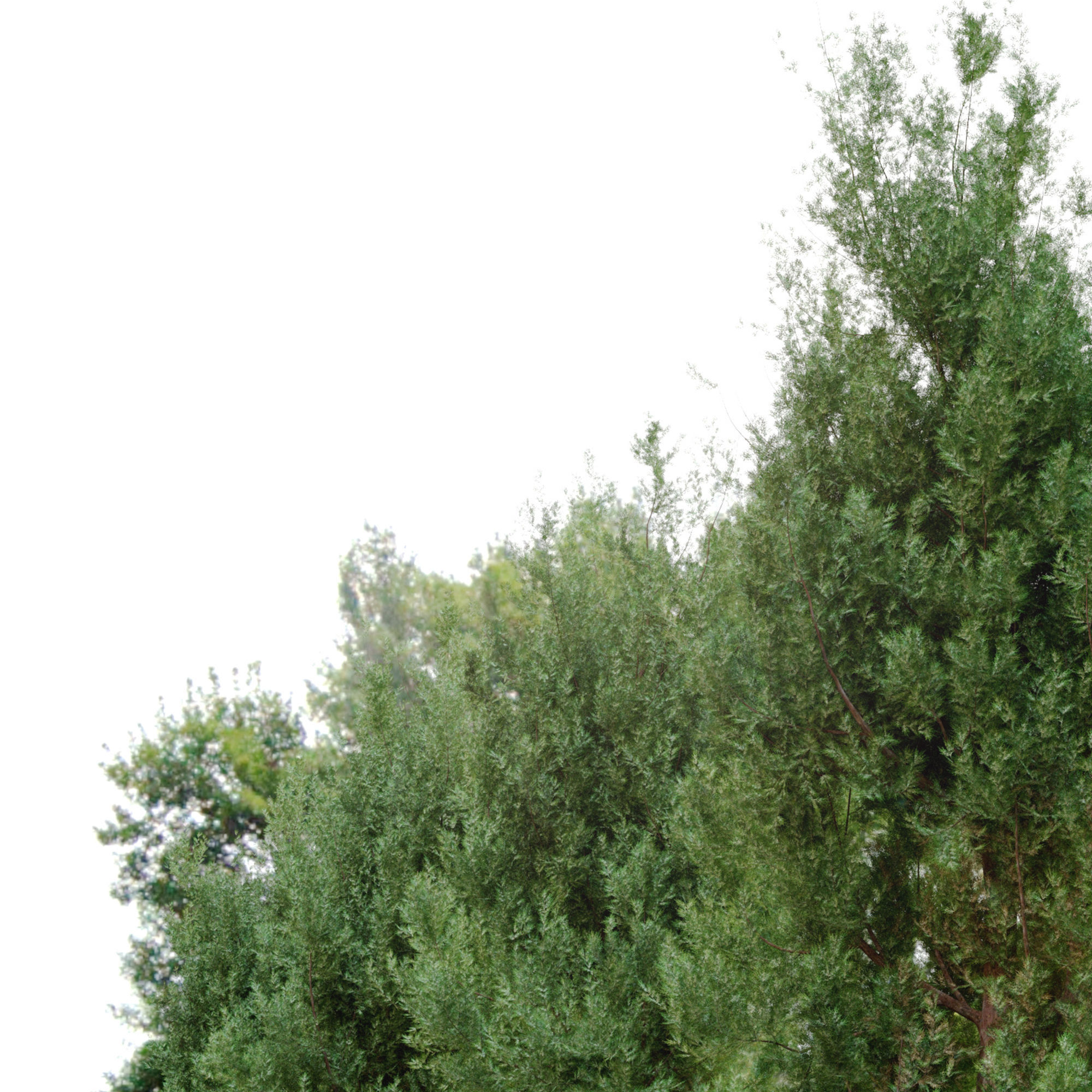 cypress tree 05 3D model | CGTrader