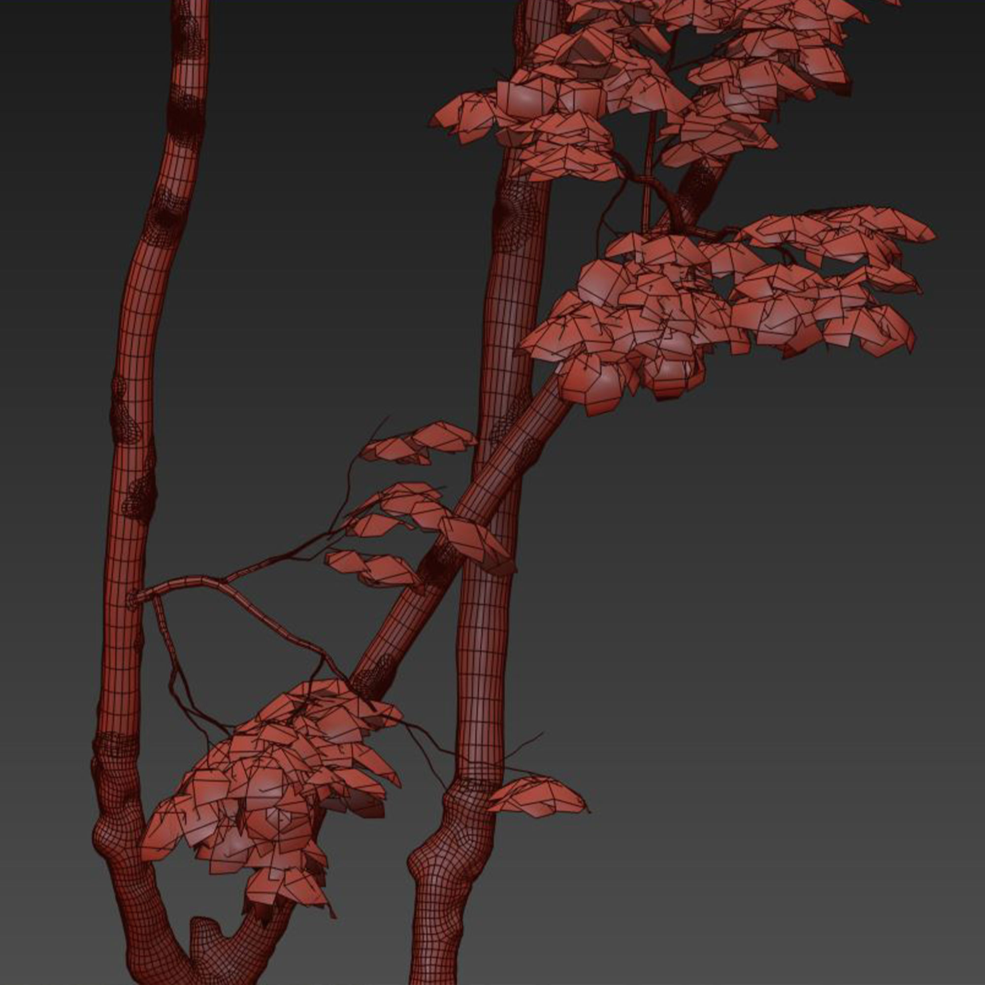 Cherry tree 3D model | CGTrader