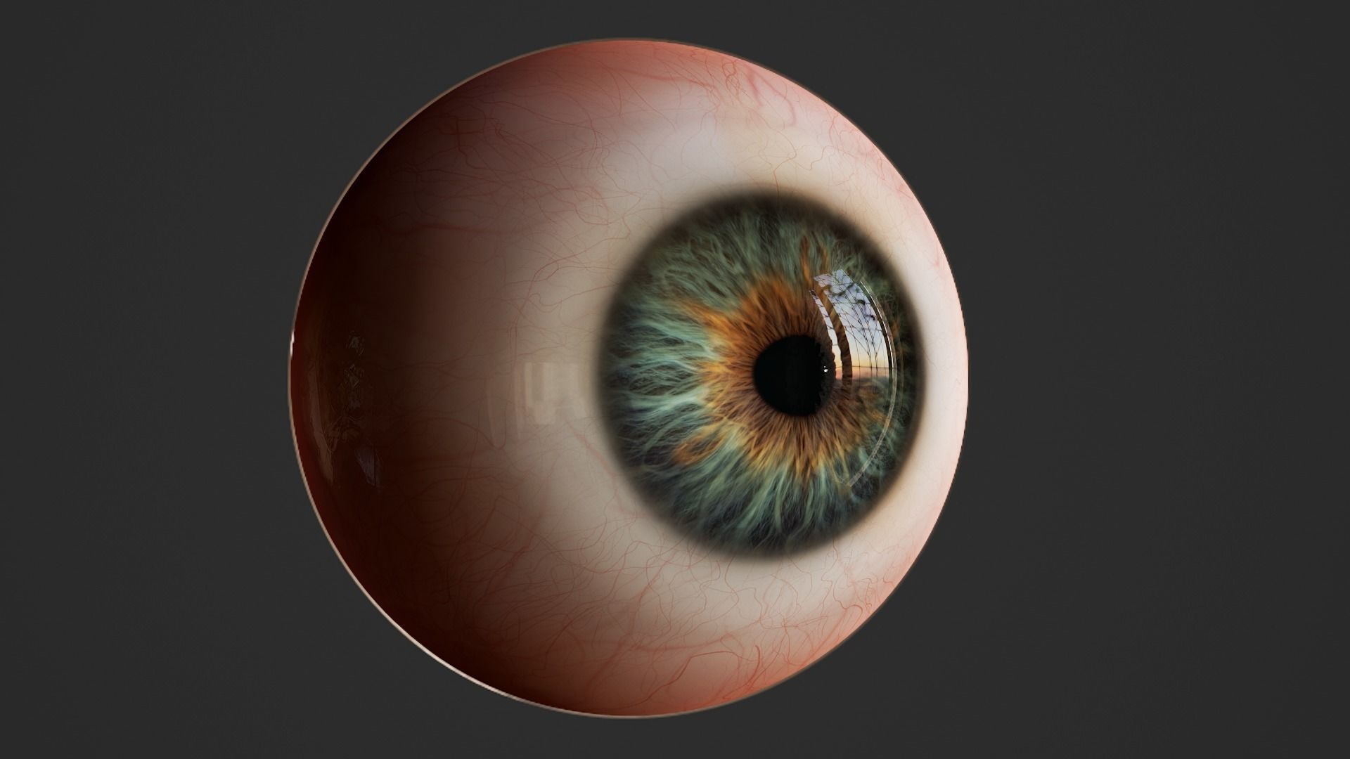 3D model Realistic Human eye VR / AR / low-poly | CGTrader