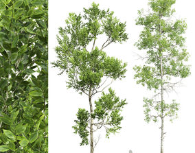 Populus 3D Models | CGTrader